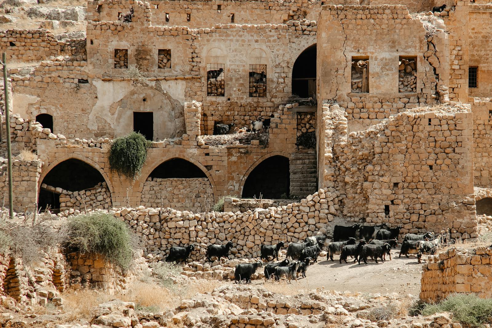 Old Goats Photos, Download The BEST Free Old Goats Stock Photos & HD Images