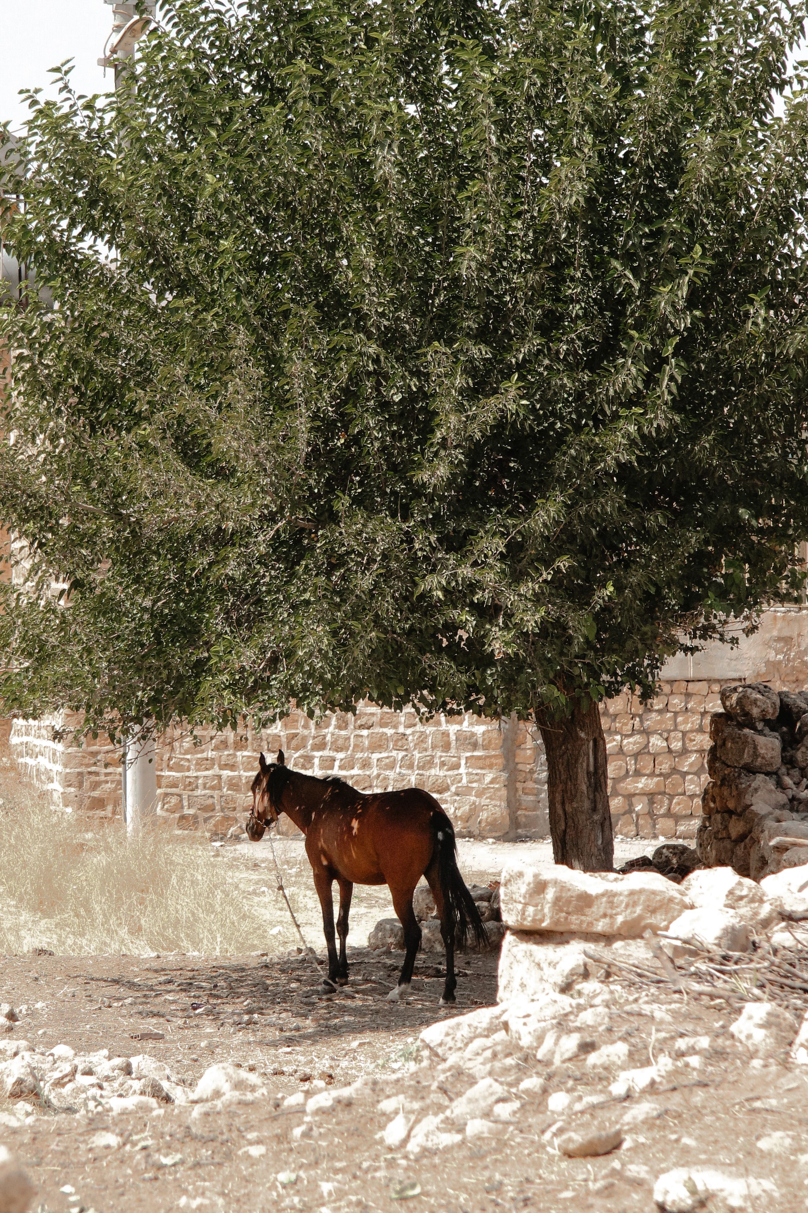 Horse in Shadow under Tree · Free Stock Photo