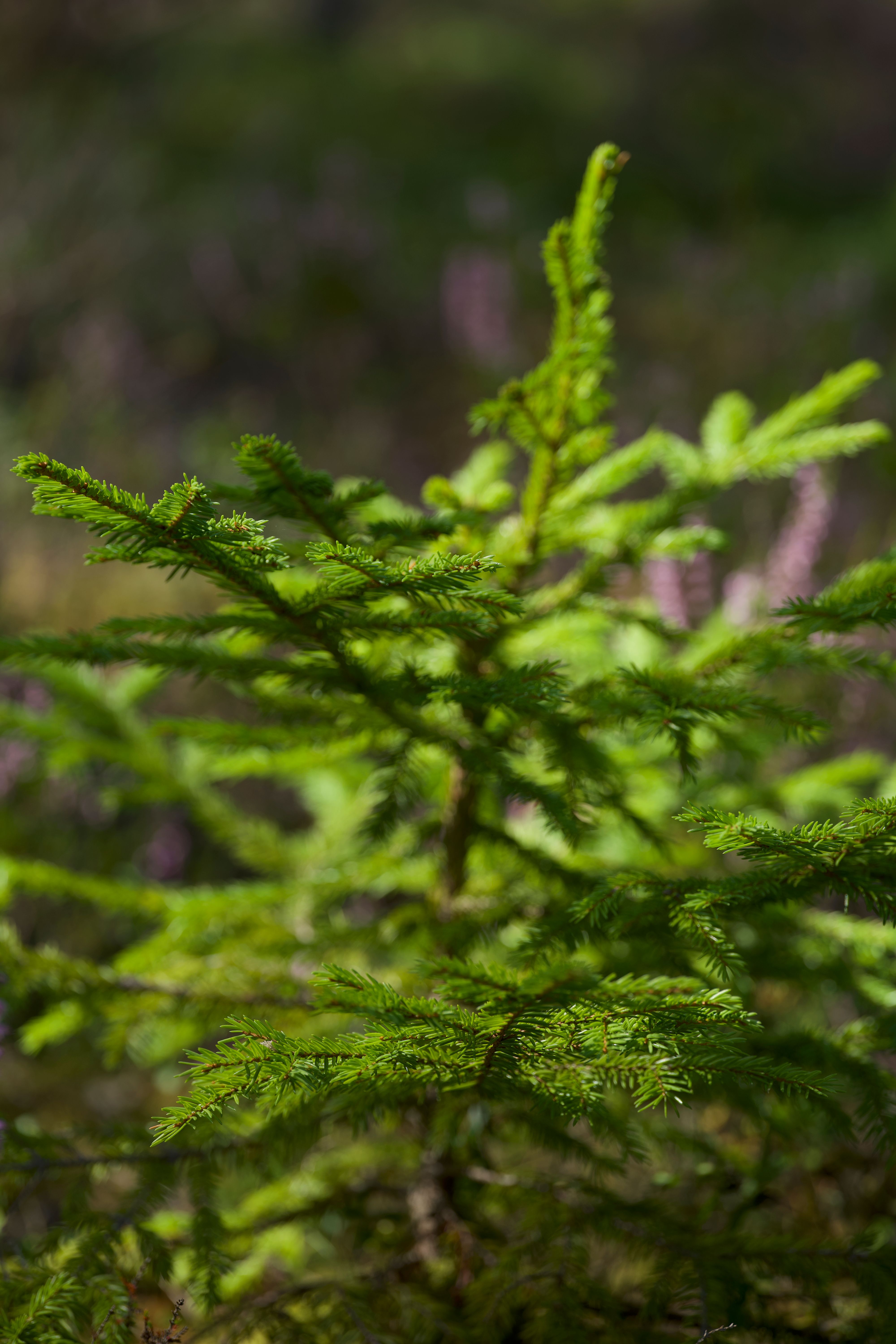 Green tree · Free Stock Photo