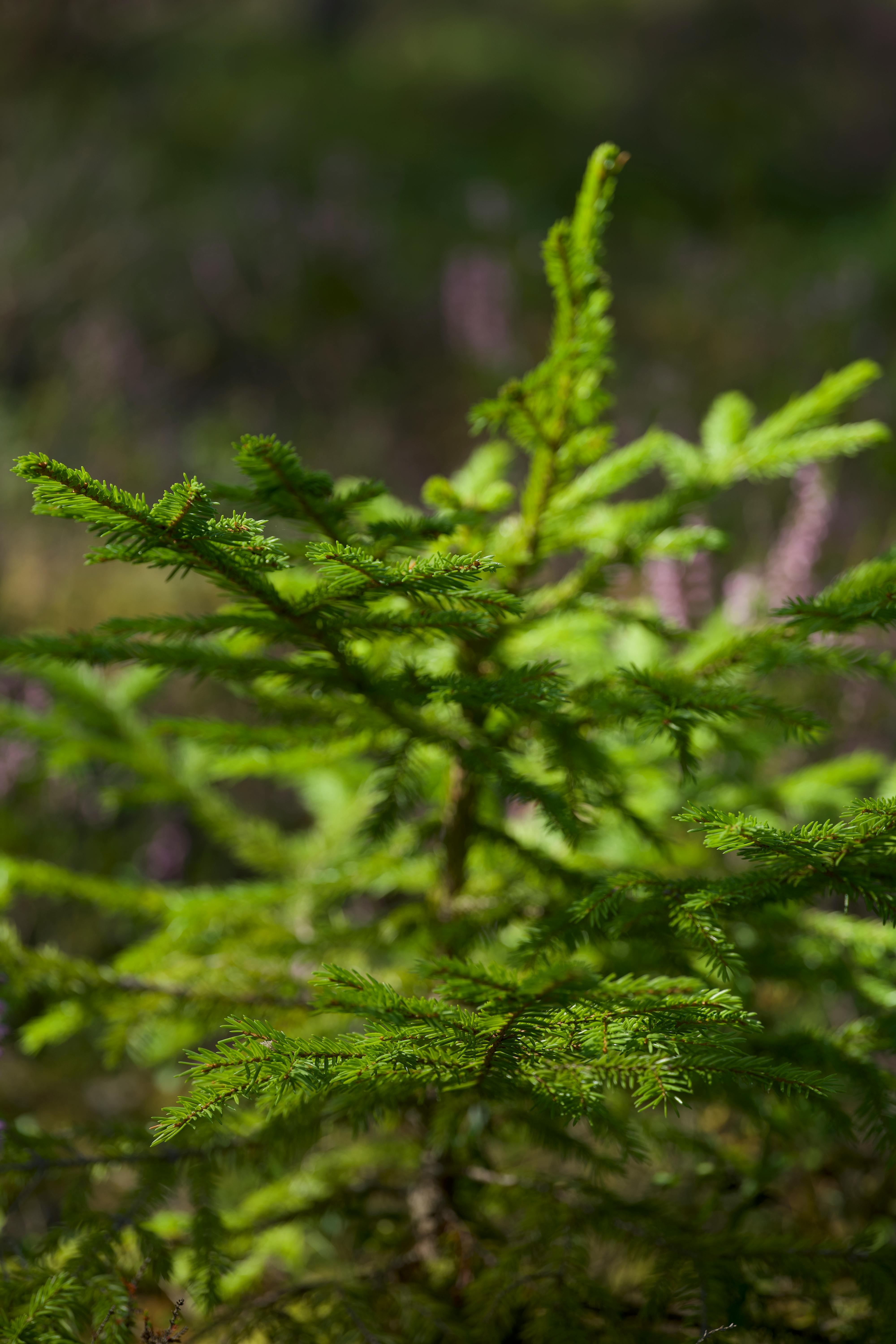 Small, Evergreen Tree · Free Stock Photo