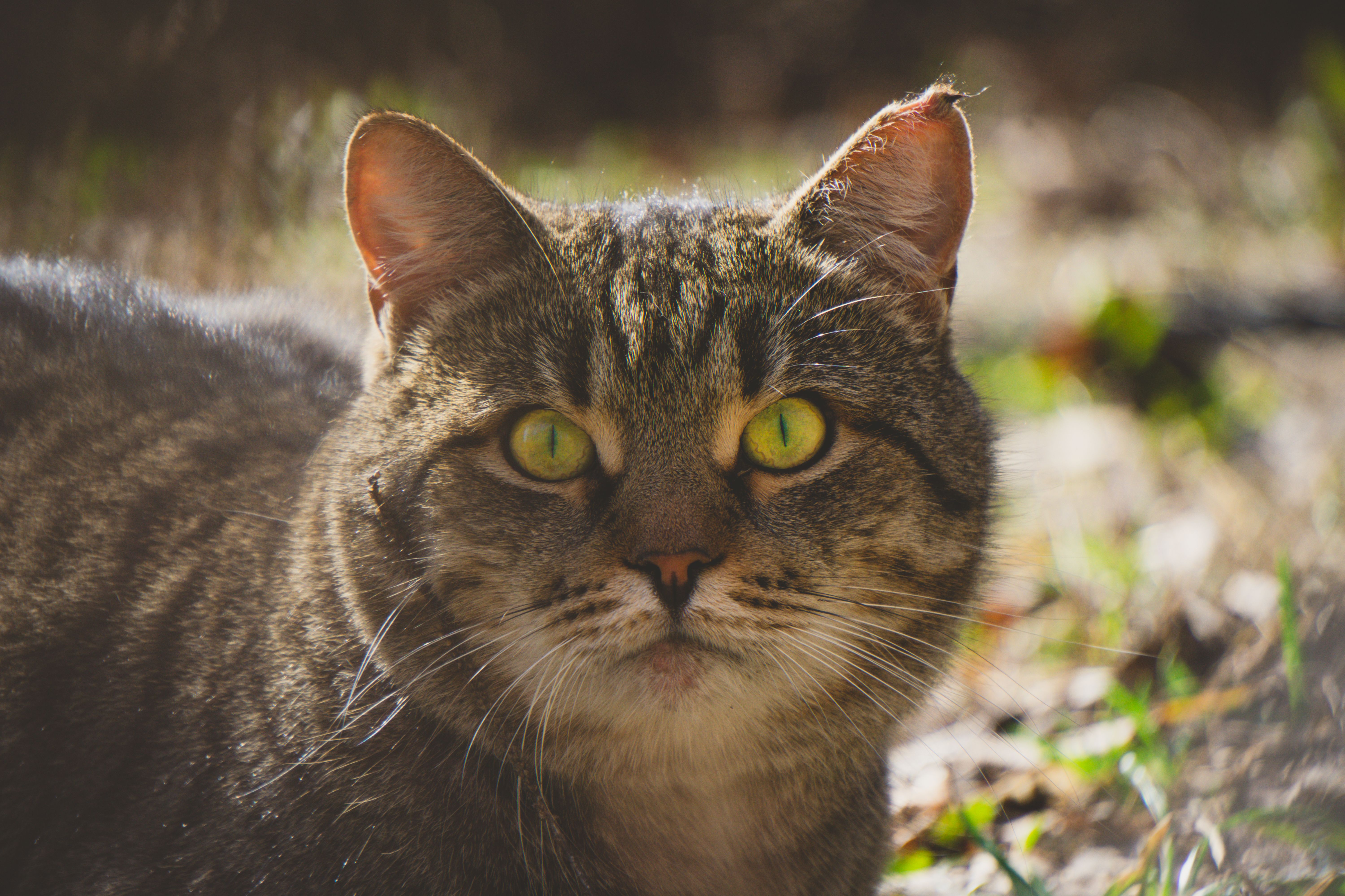 Close up of Cat Head · Free Stock Photo