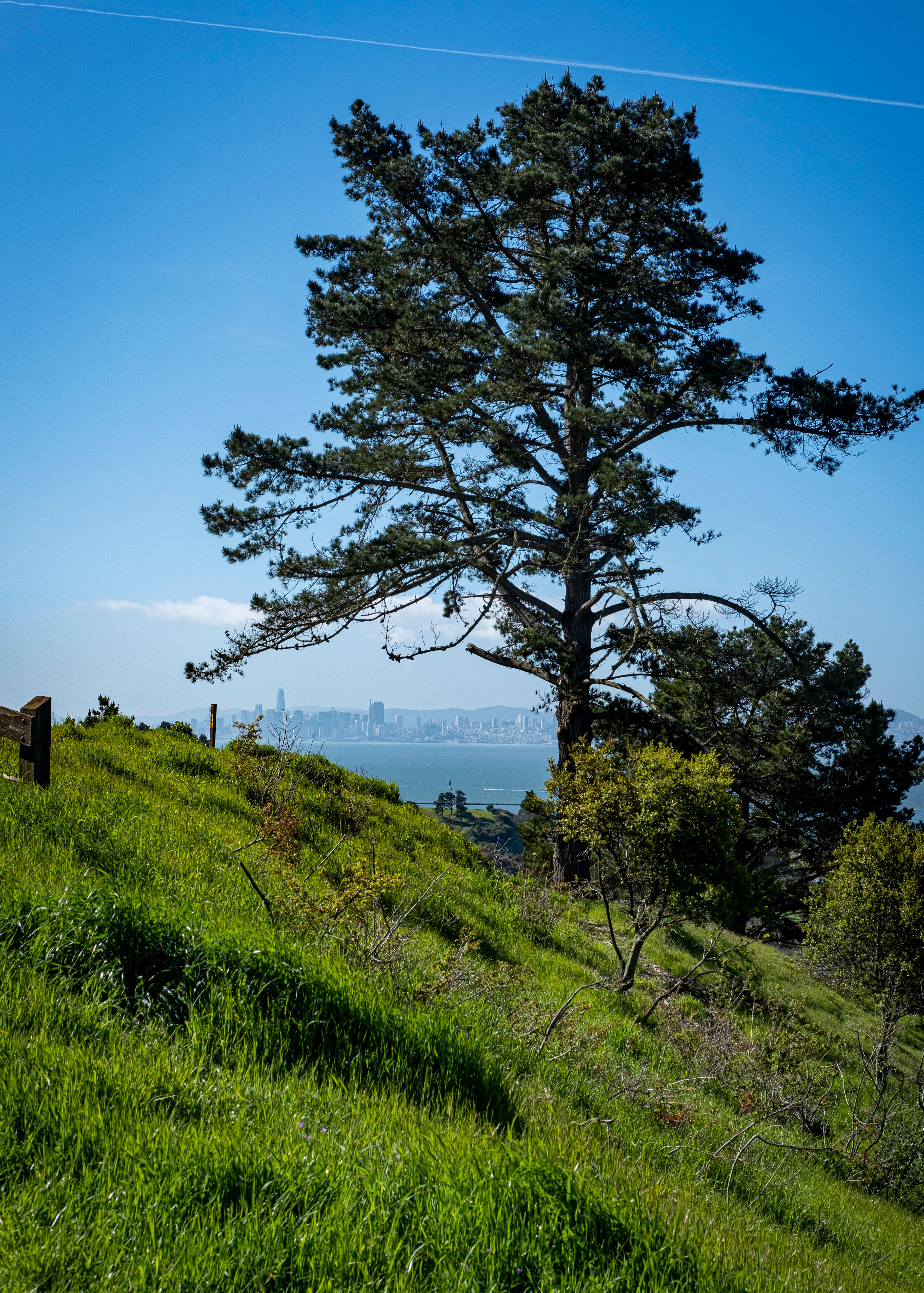 Clear Sky over Sunlit Trees · Free Stock Photo