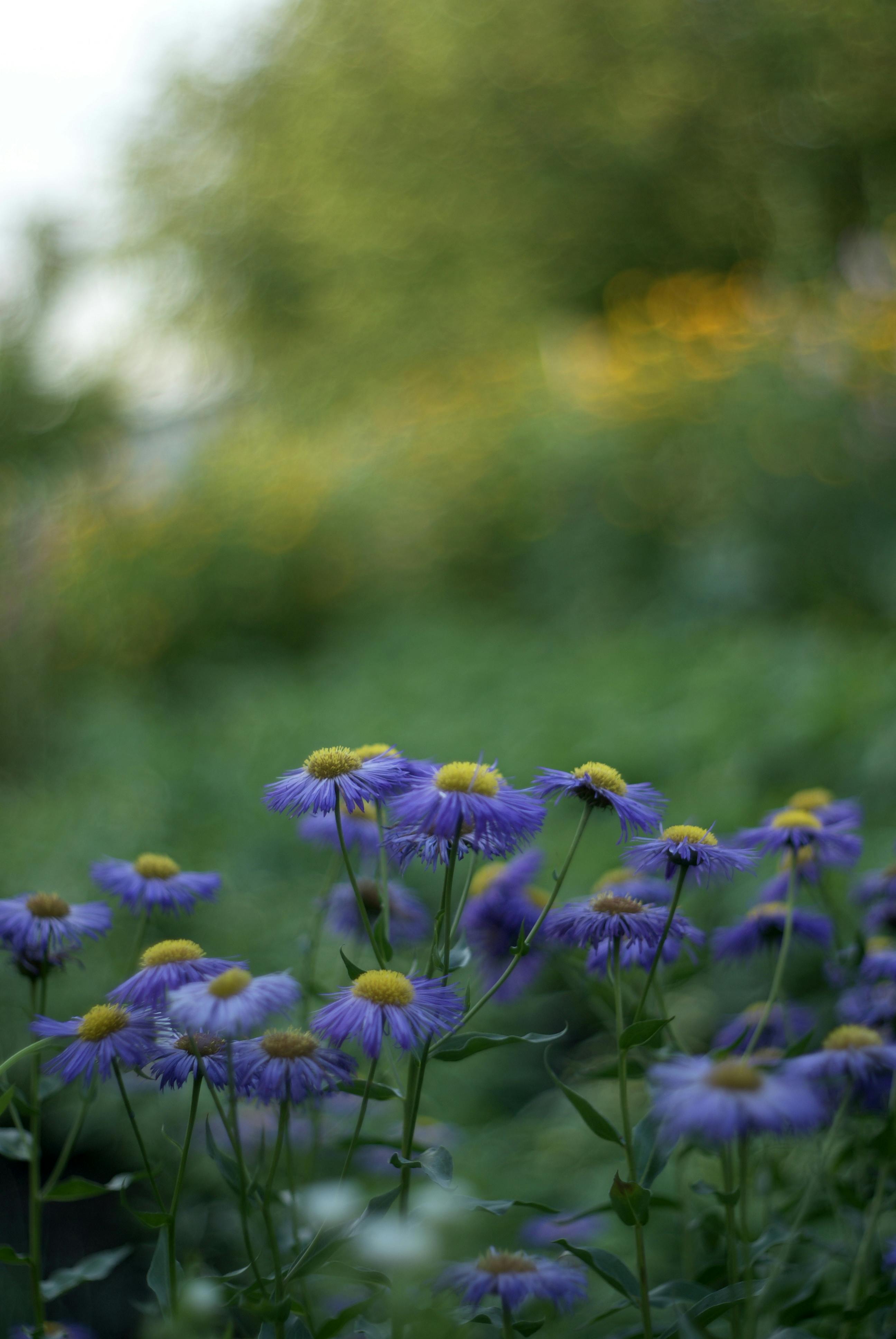 Foto de stock gratuita sobre al aire libre, amapolas, amarillo, arco ...