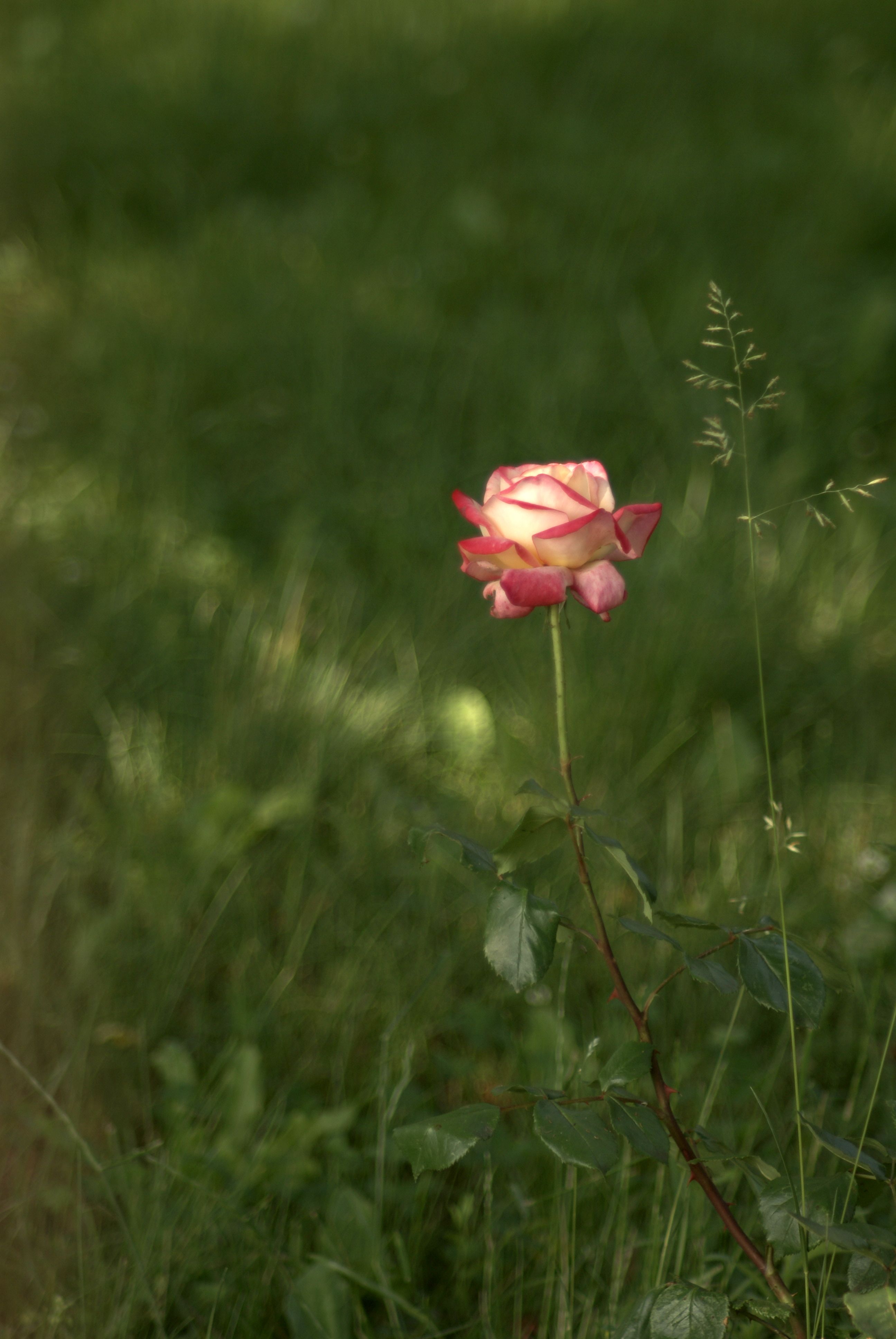 A single rose in the grass with green leaves · Free Stock Photo