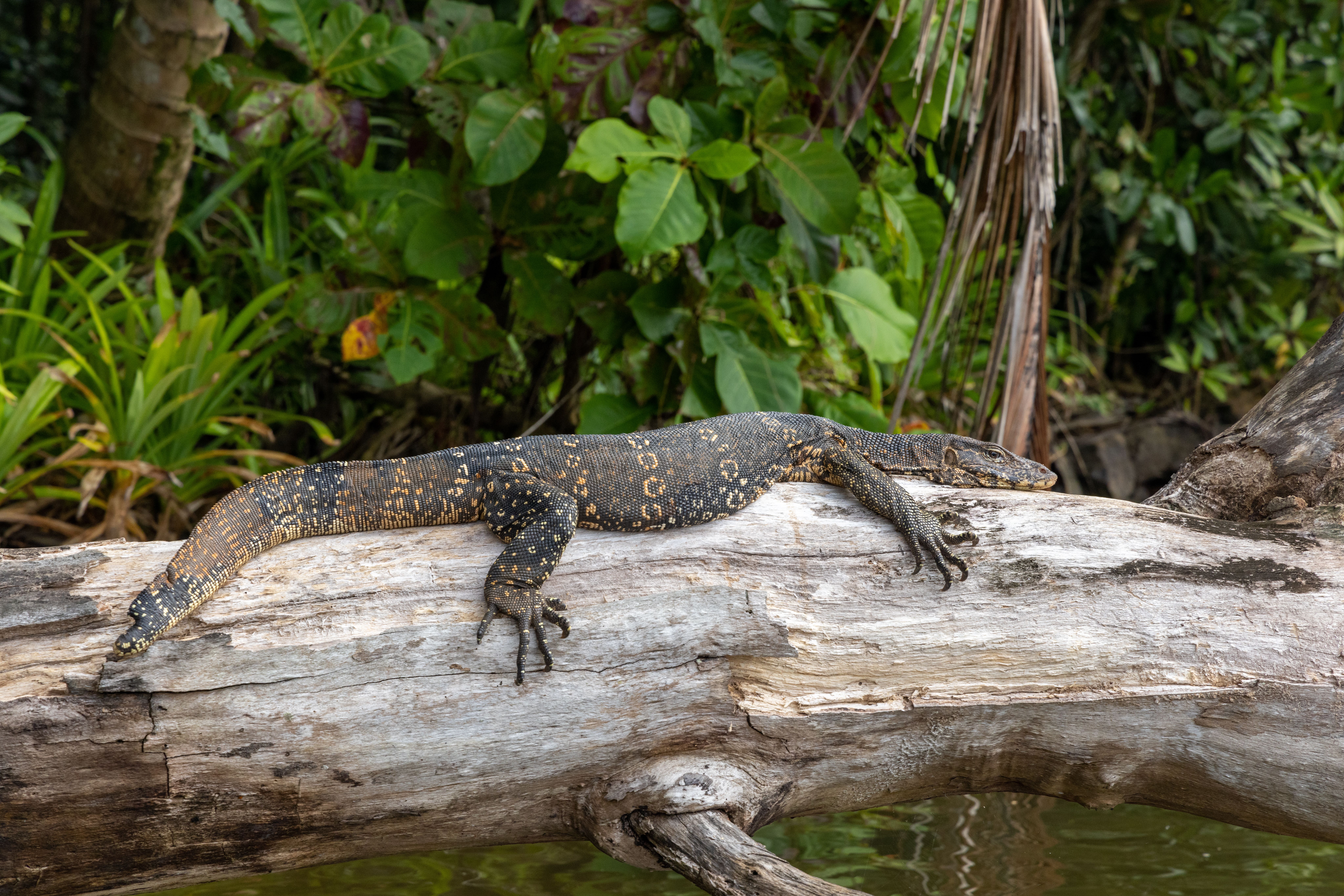 Komodo Dragon Lying Down on Tree Trunk · Free Stock Photo