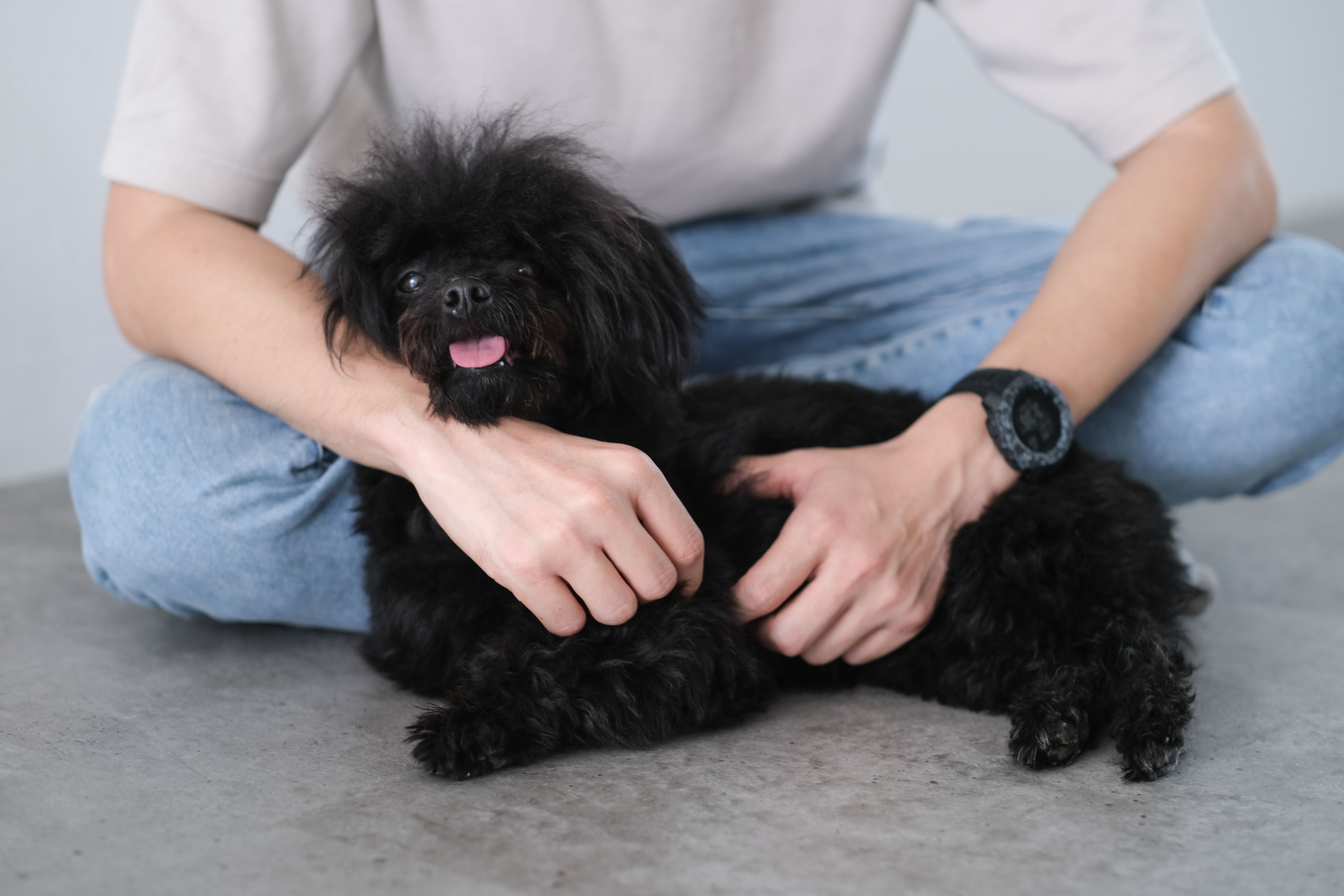 Dog Sitting Pose Photos, Download The BEST Free Dog Sitting Pose Stock ...
