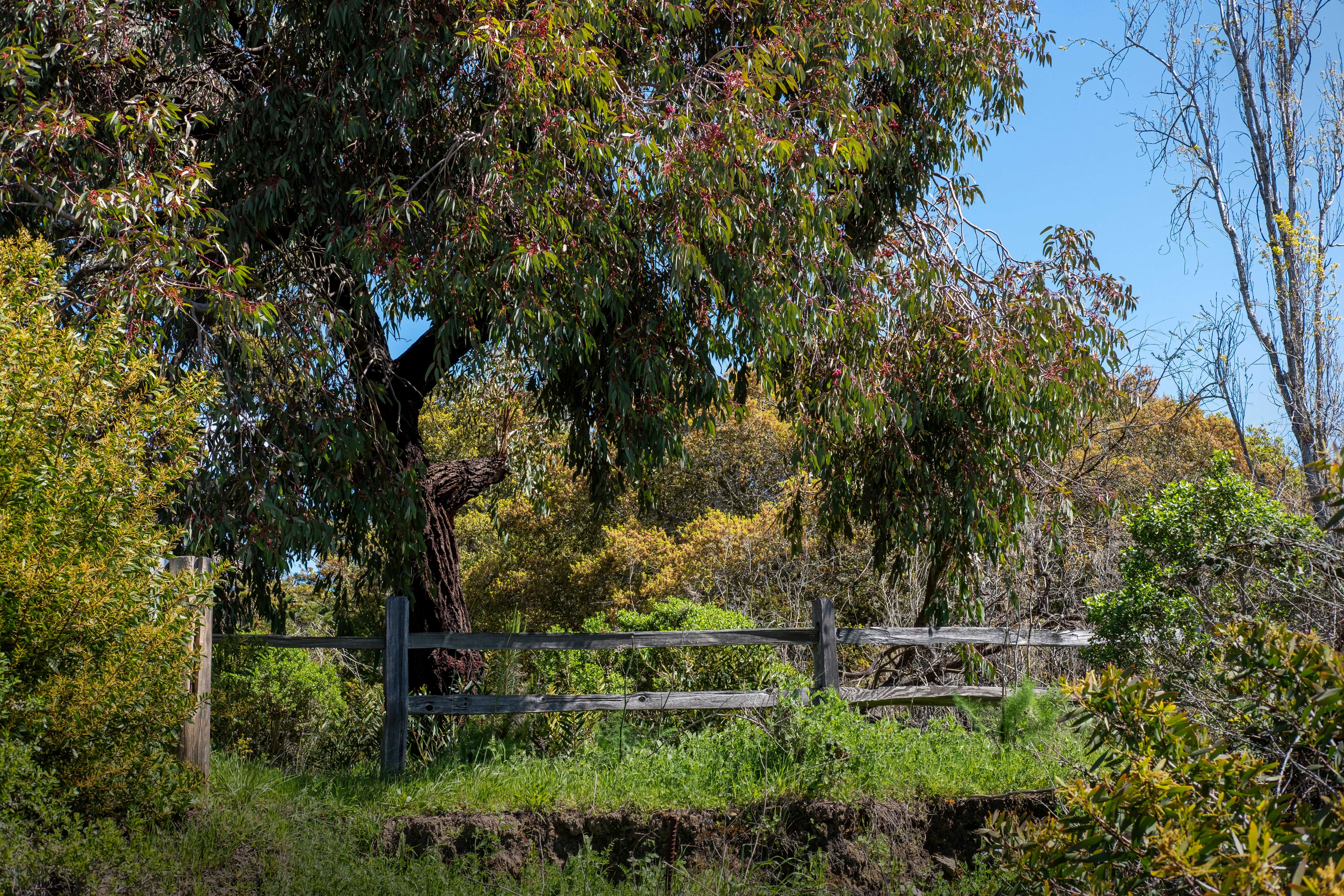 An Old Wooden Fence between Trees and Shrubs · Free Stock Photo