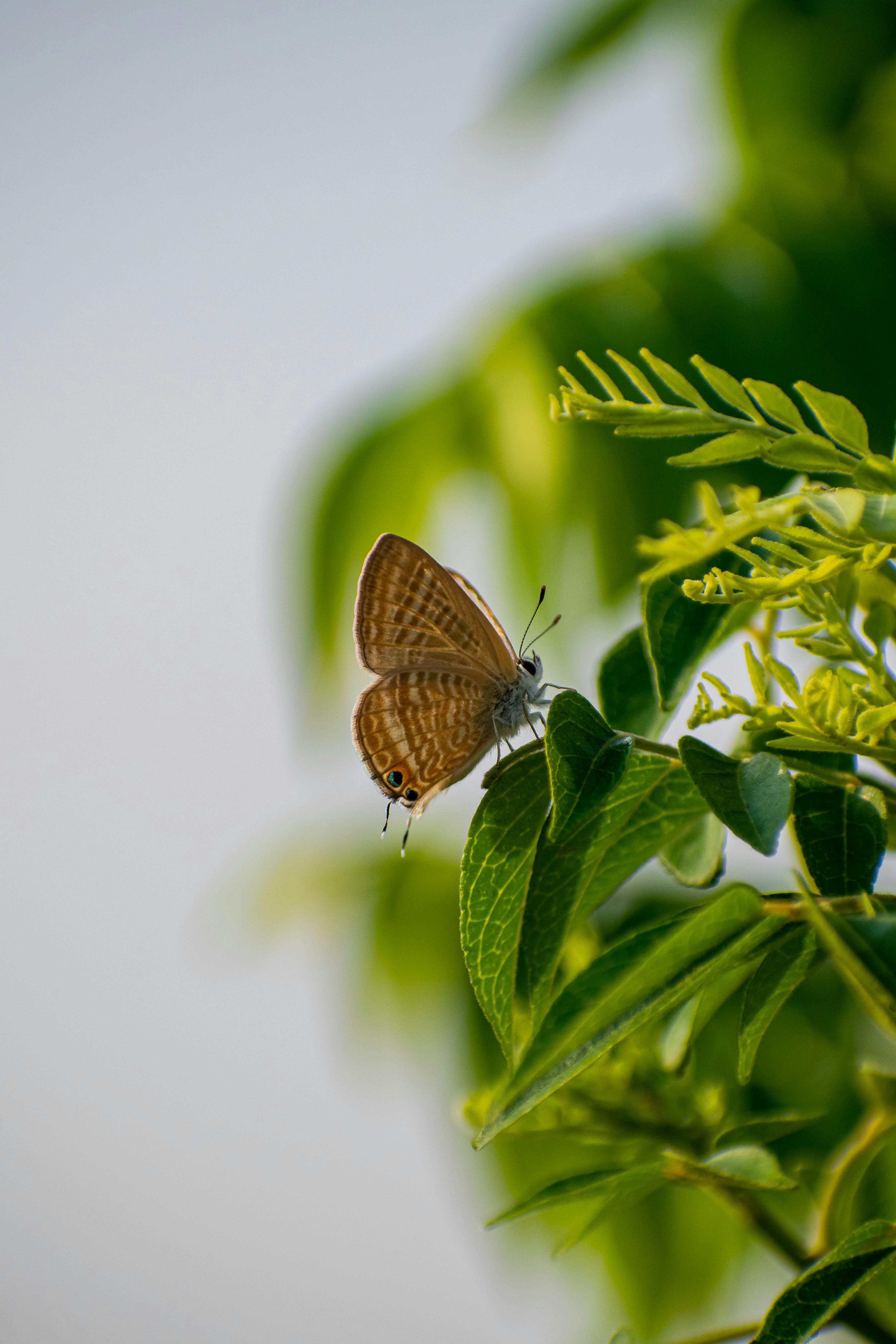 Butterfly on Leaves · Free Stock Photo
