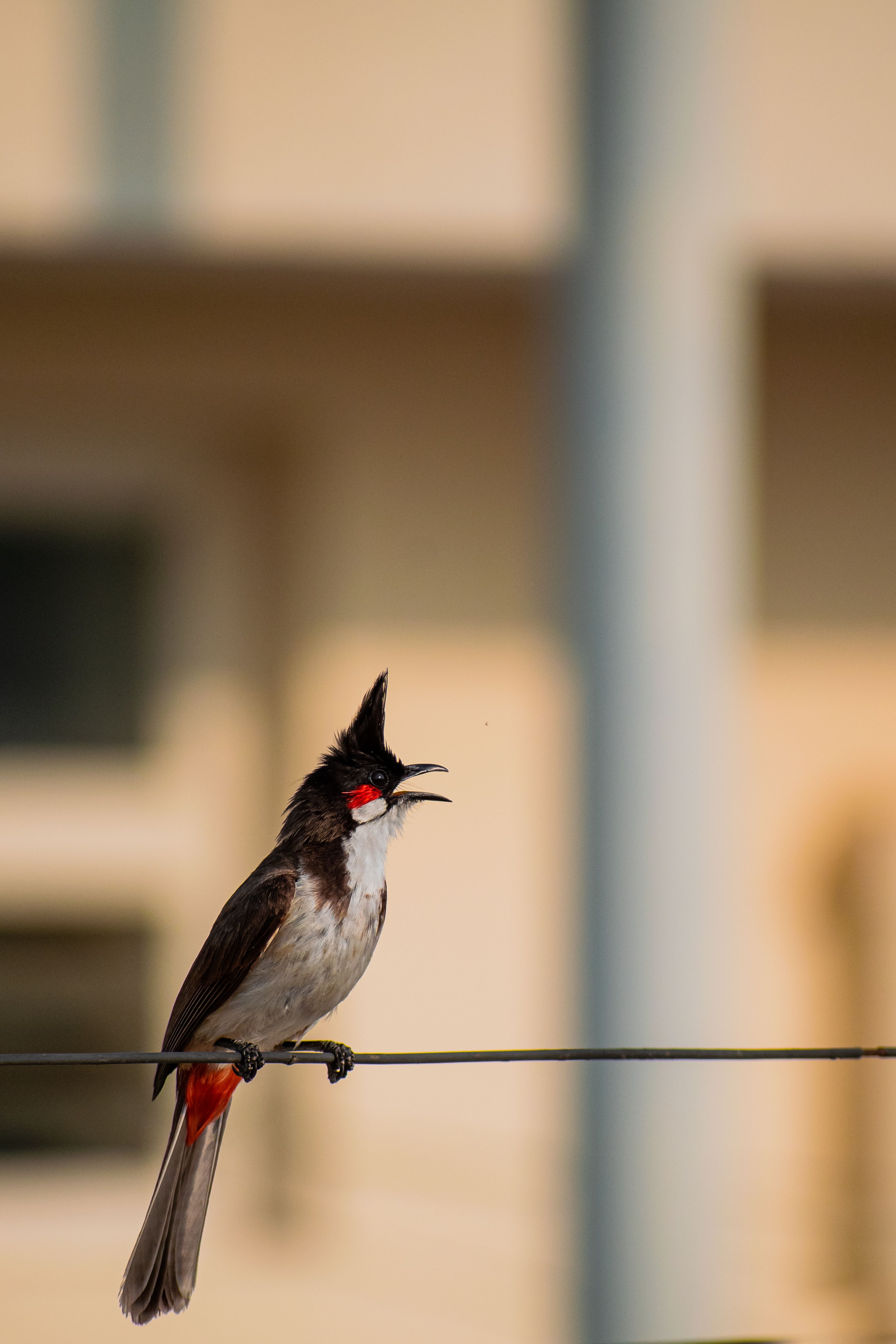 Bulbul Tweeting Photos, Download The BEST Free Bulbul Tweeting Stock ...