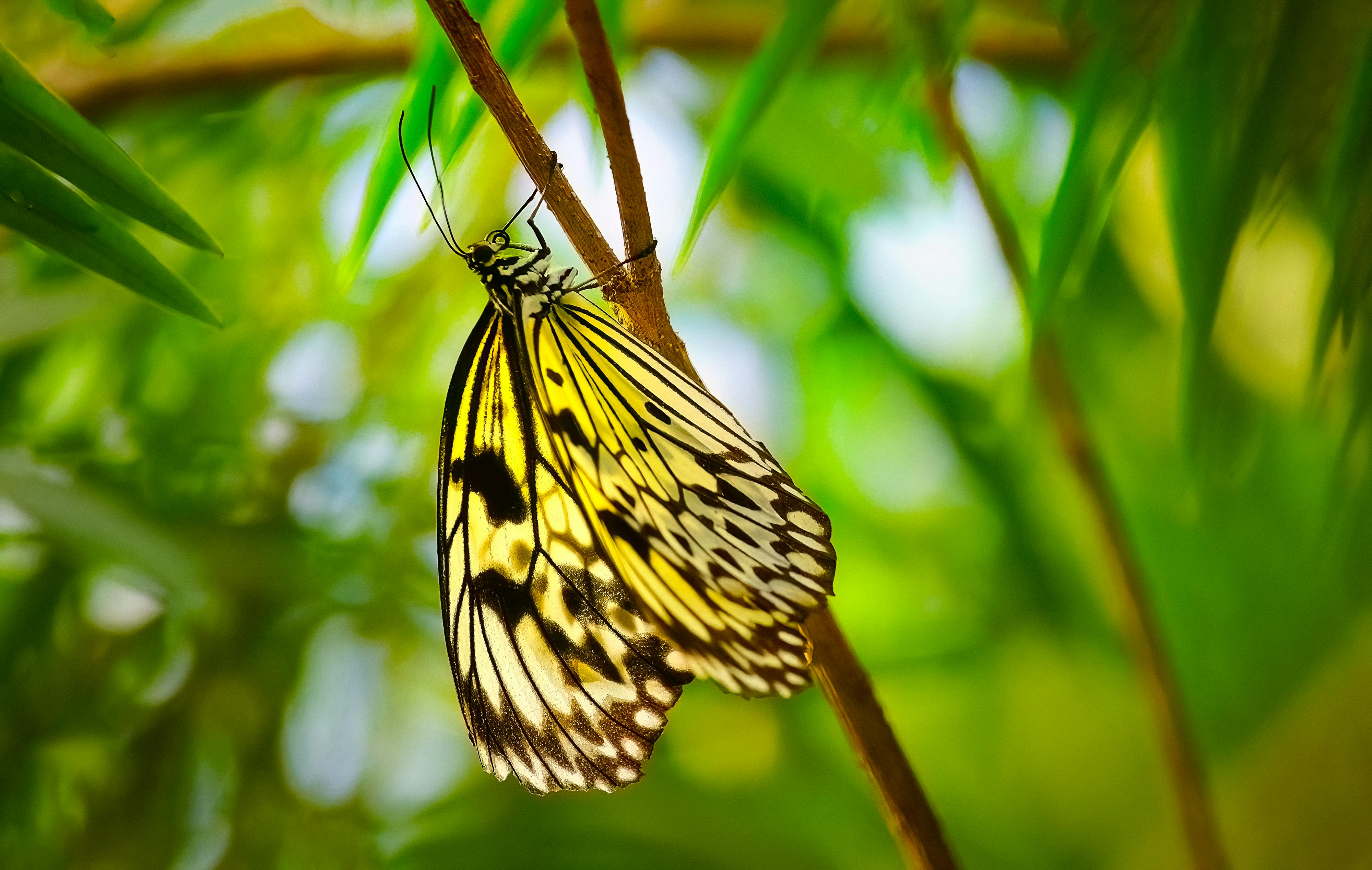 Green Butterflies on Leaf · Free Stock Photo