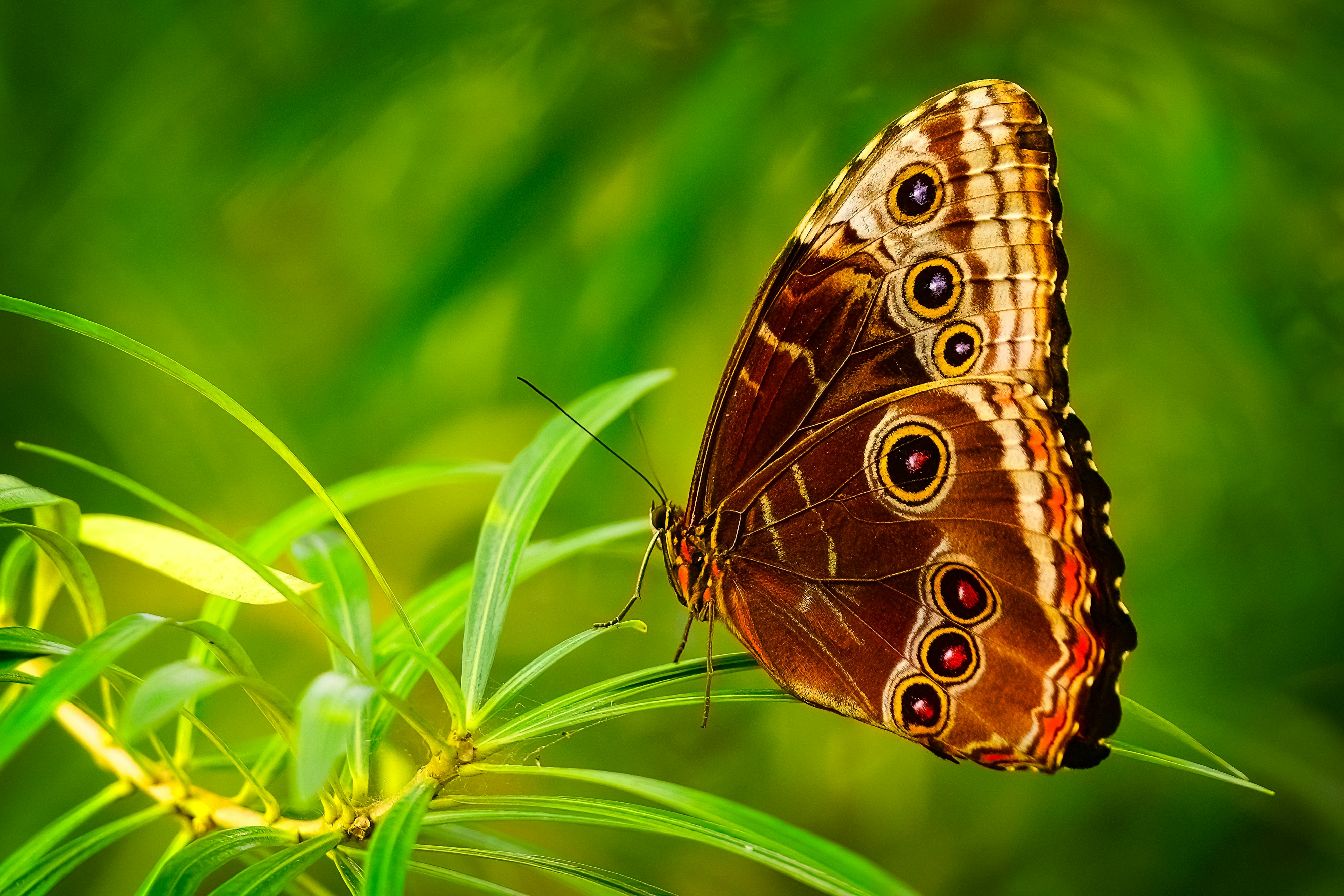Small Dusty Wave Butterfly on Leaf · Free Stock Photo