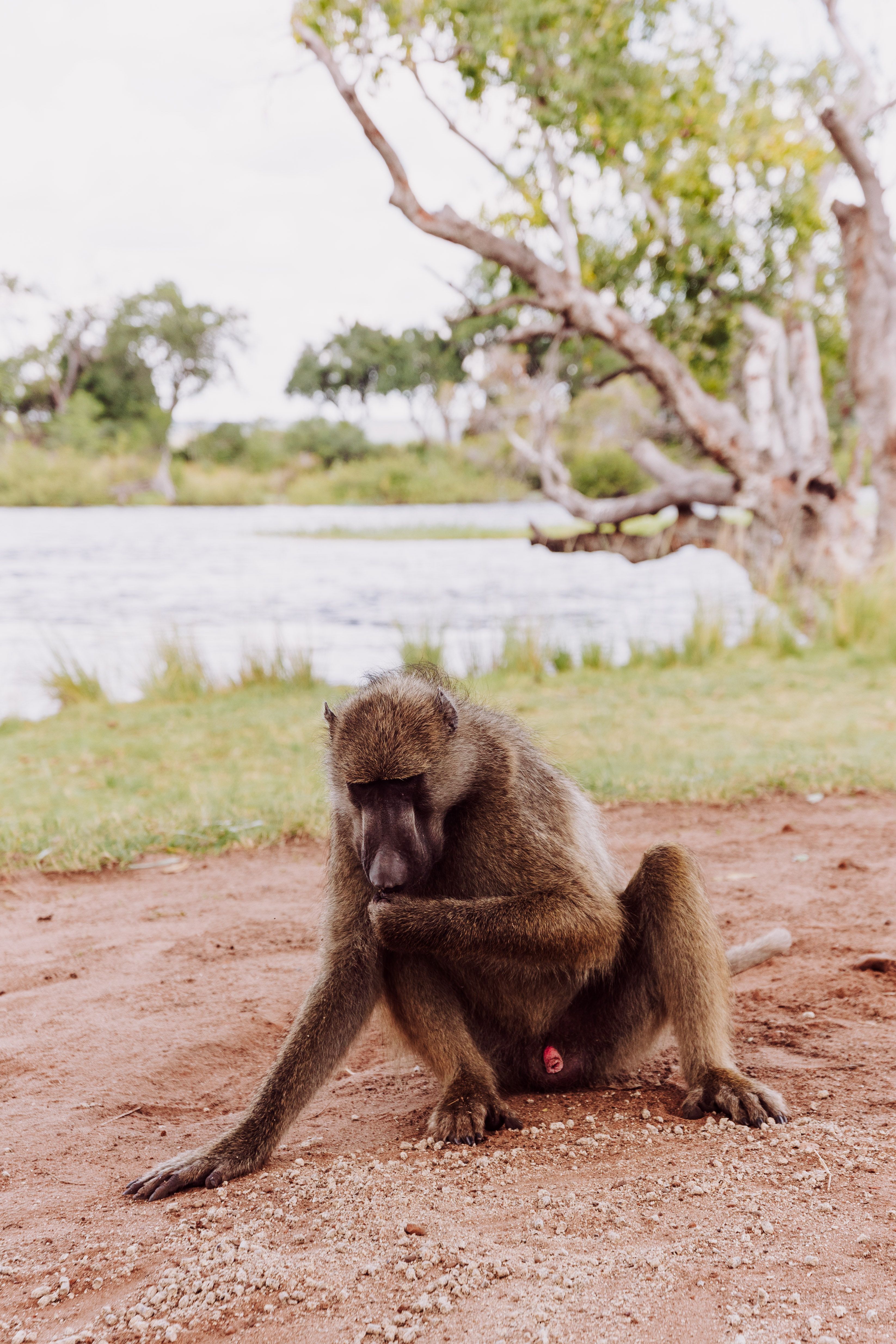 Baboon while Eating · Free Stock Photo