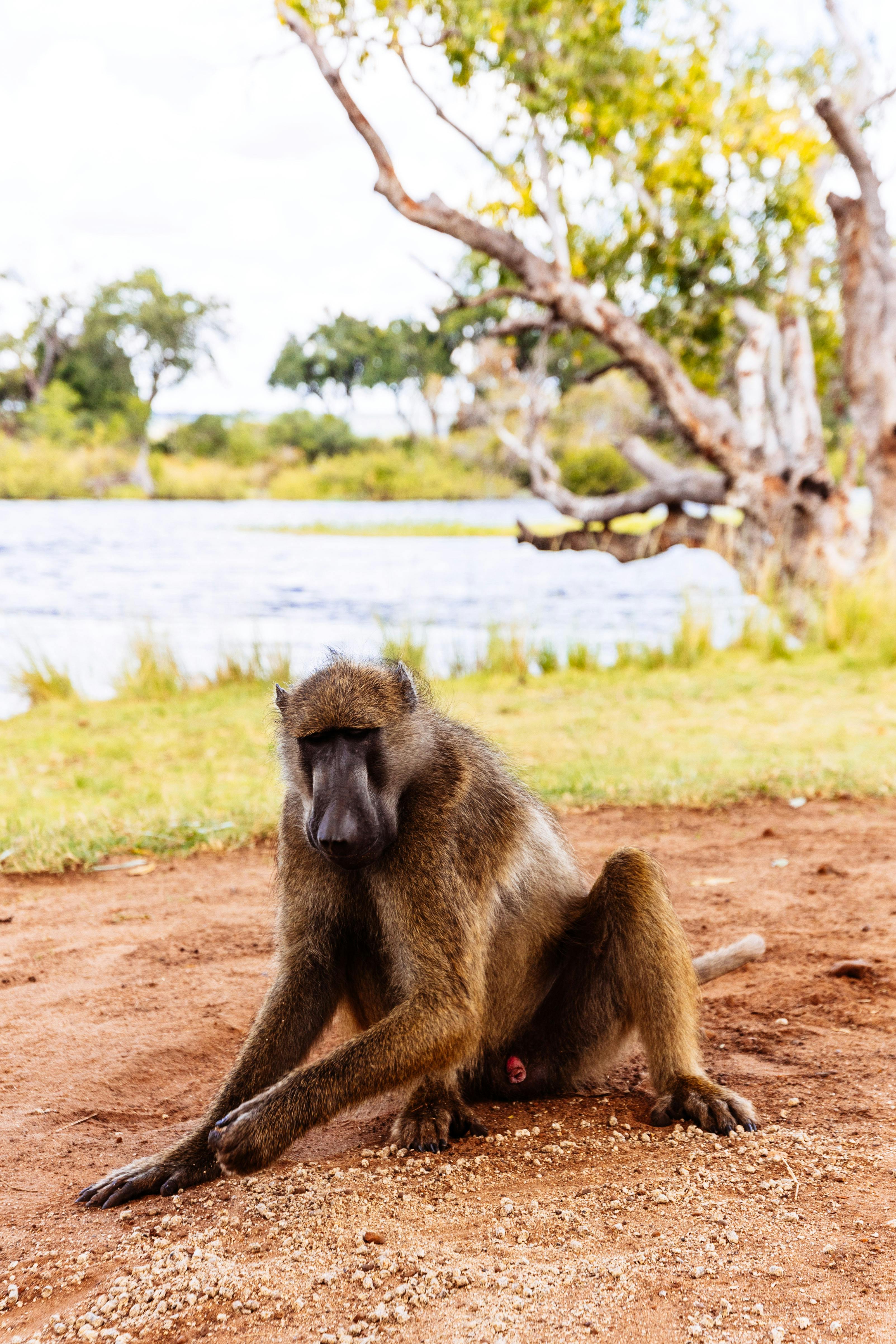 Baboon Sitting on Ground · Free Stock Photo