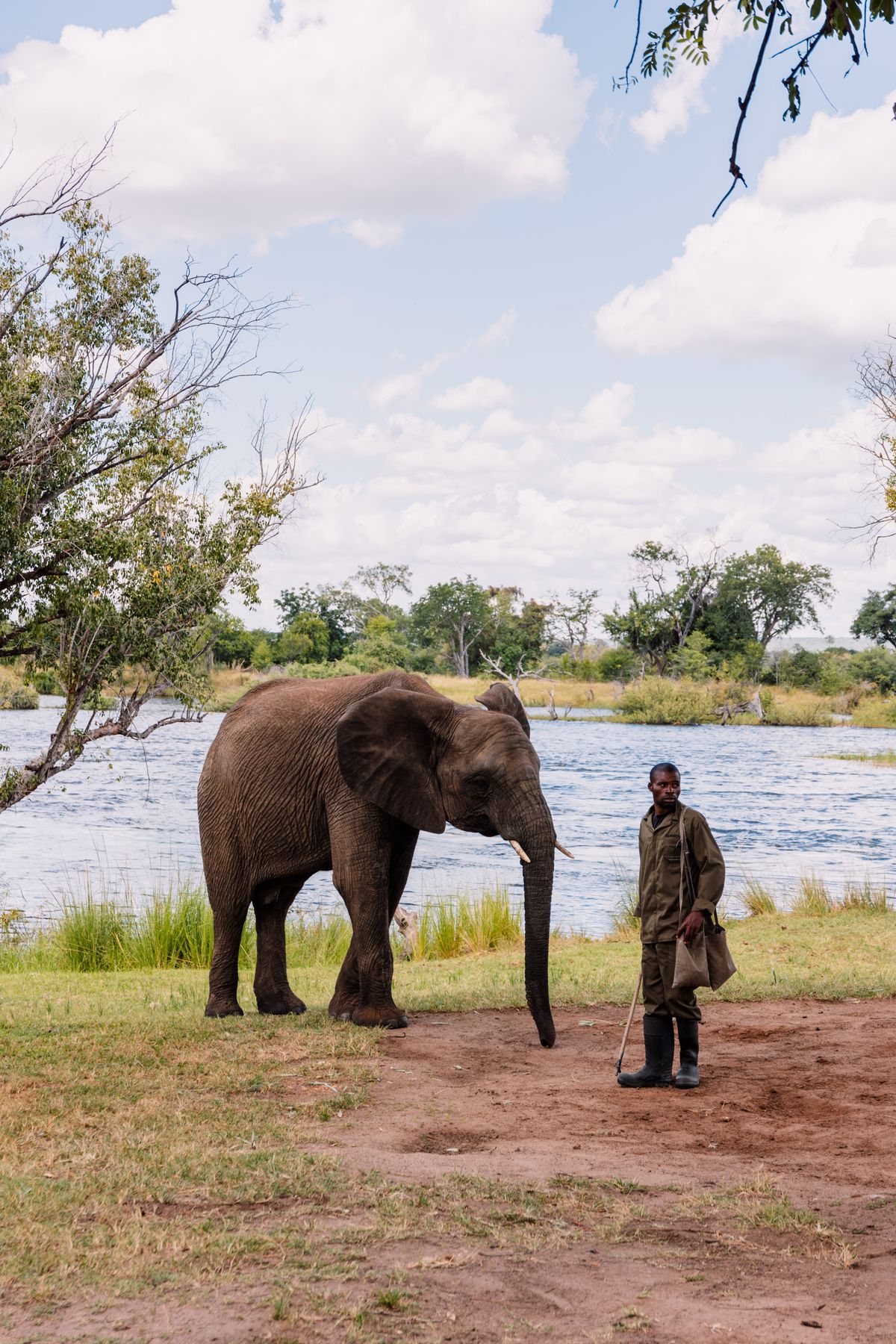 African Elephant And Man Photos, Download The BEST Free African ...