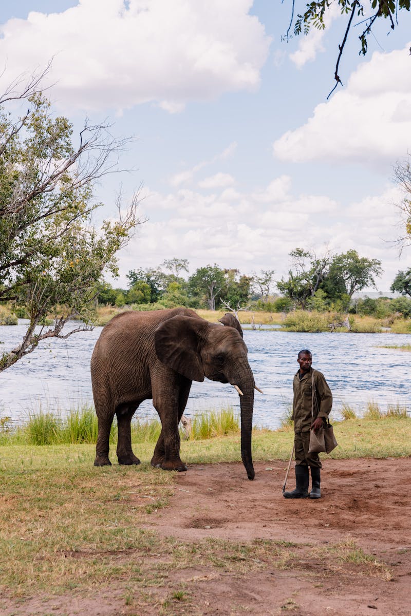 African Elephant And Man Photos, Download The BEST Free African ...