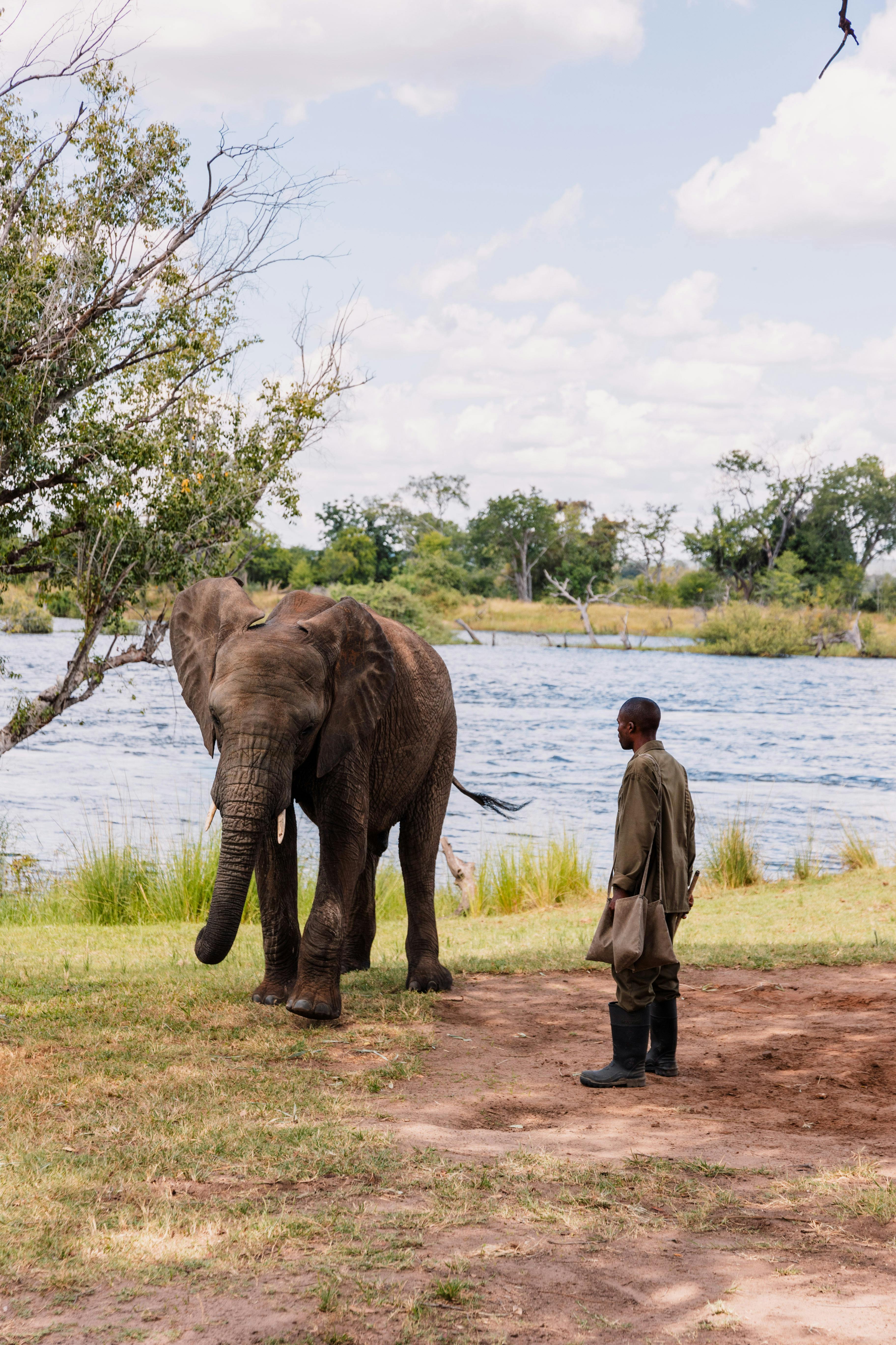 Man with African Elephant by River · Free Stock Photo