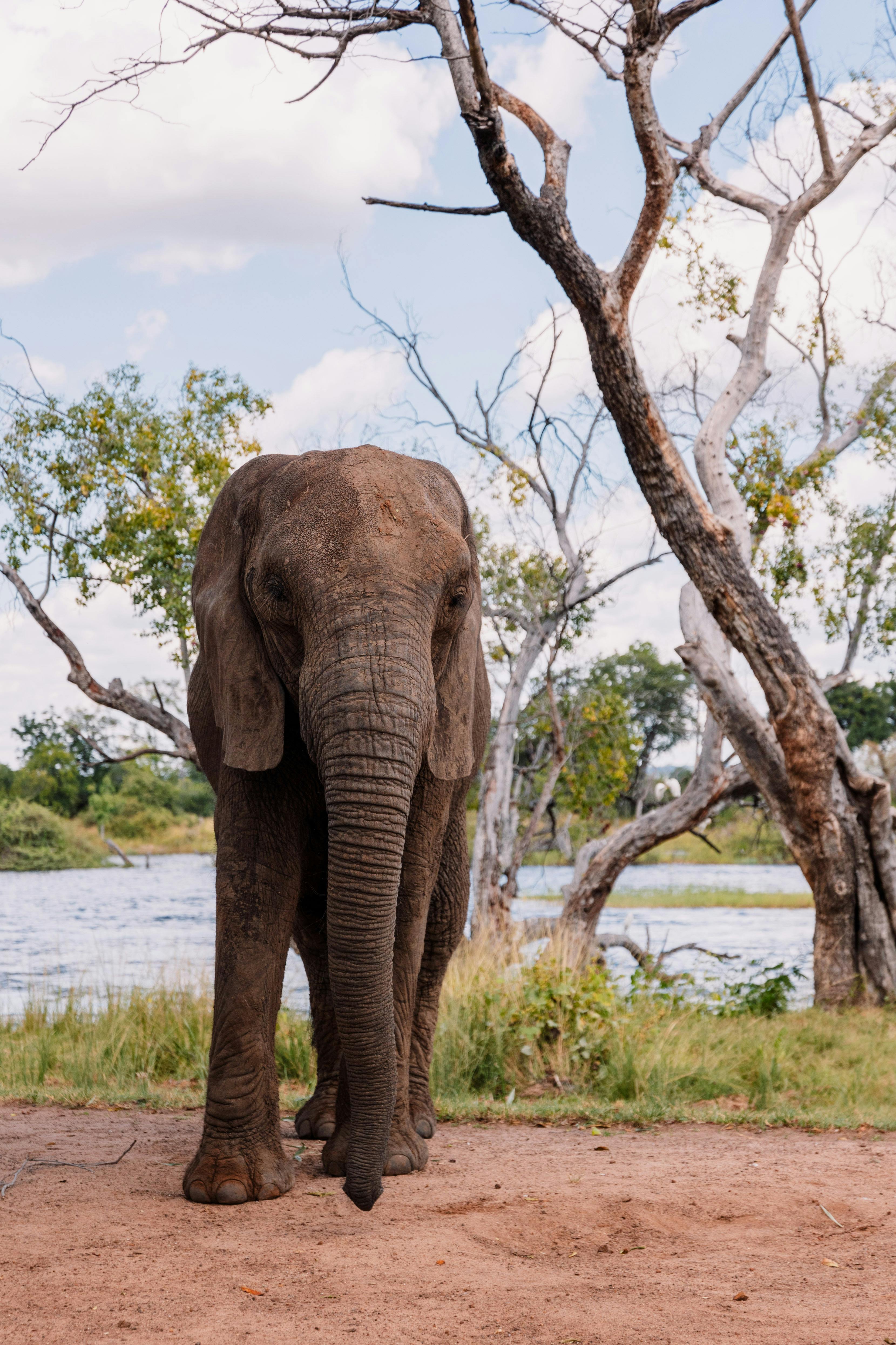 Group of Elephants · Free Stock Photo