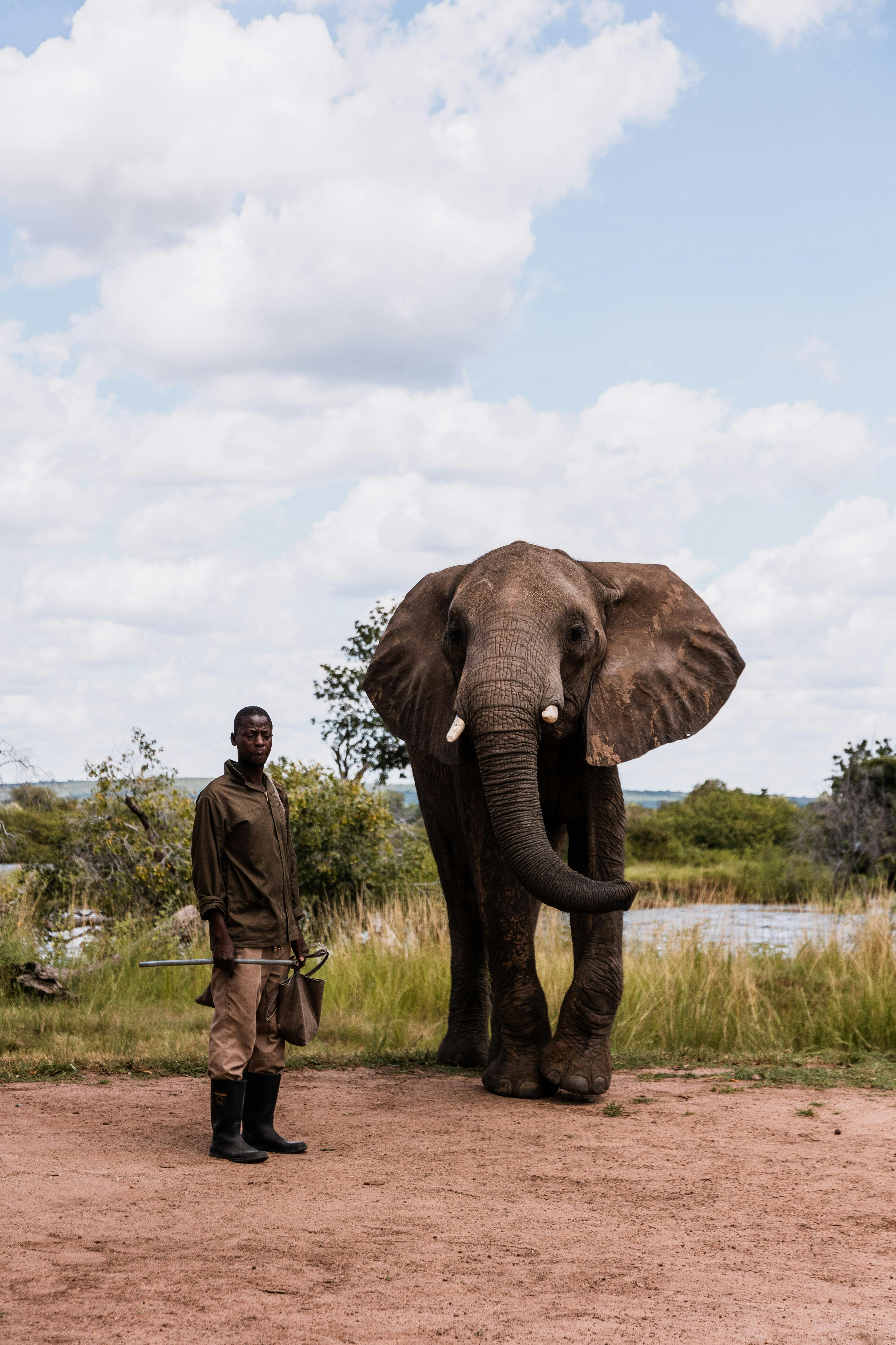 A Man with an Elephant · Free Stock Photo