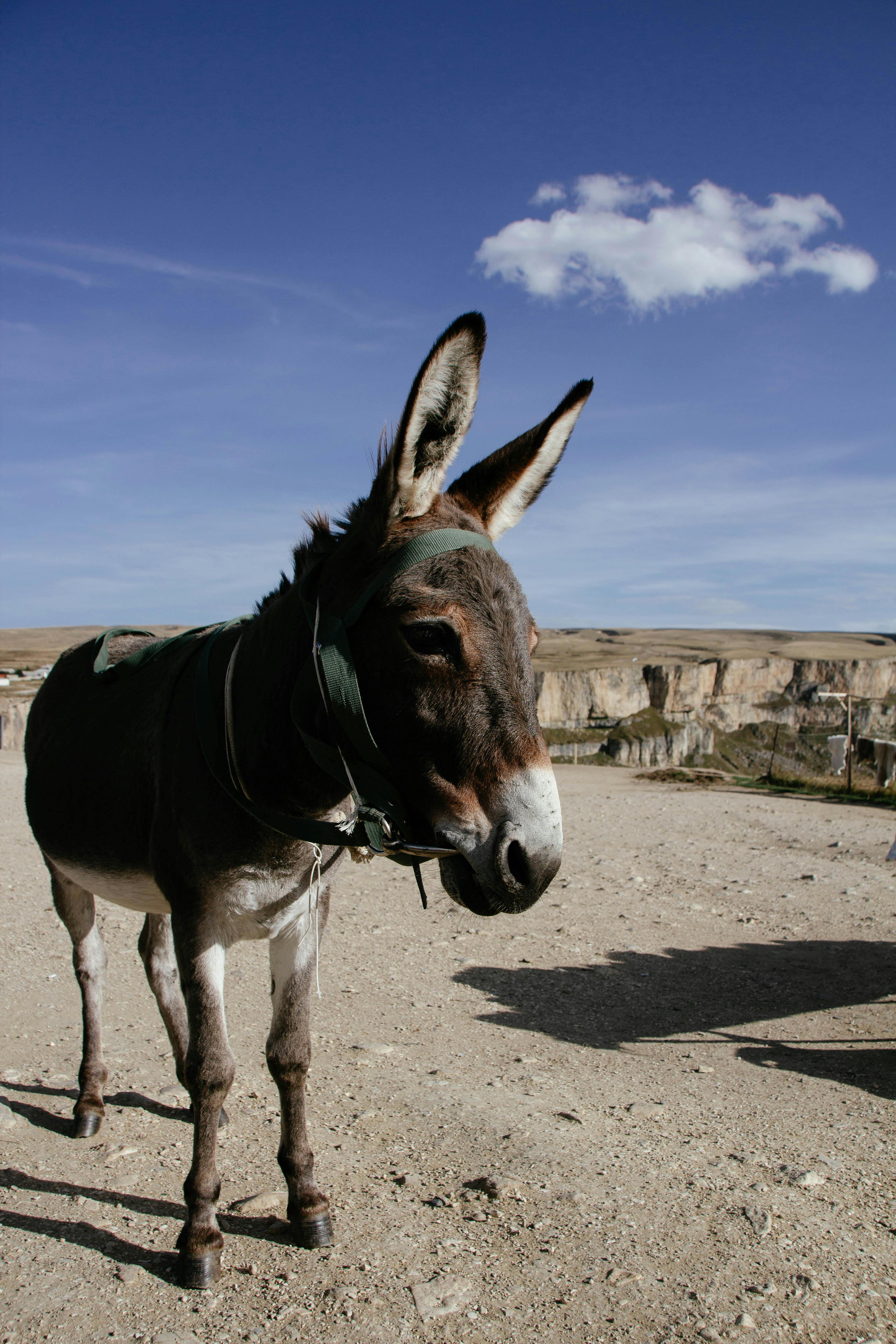 Donkey on Sunlit Sand · Free Stock Photo