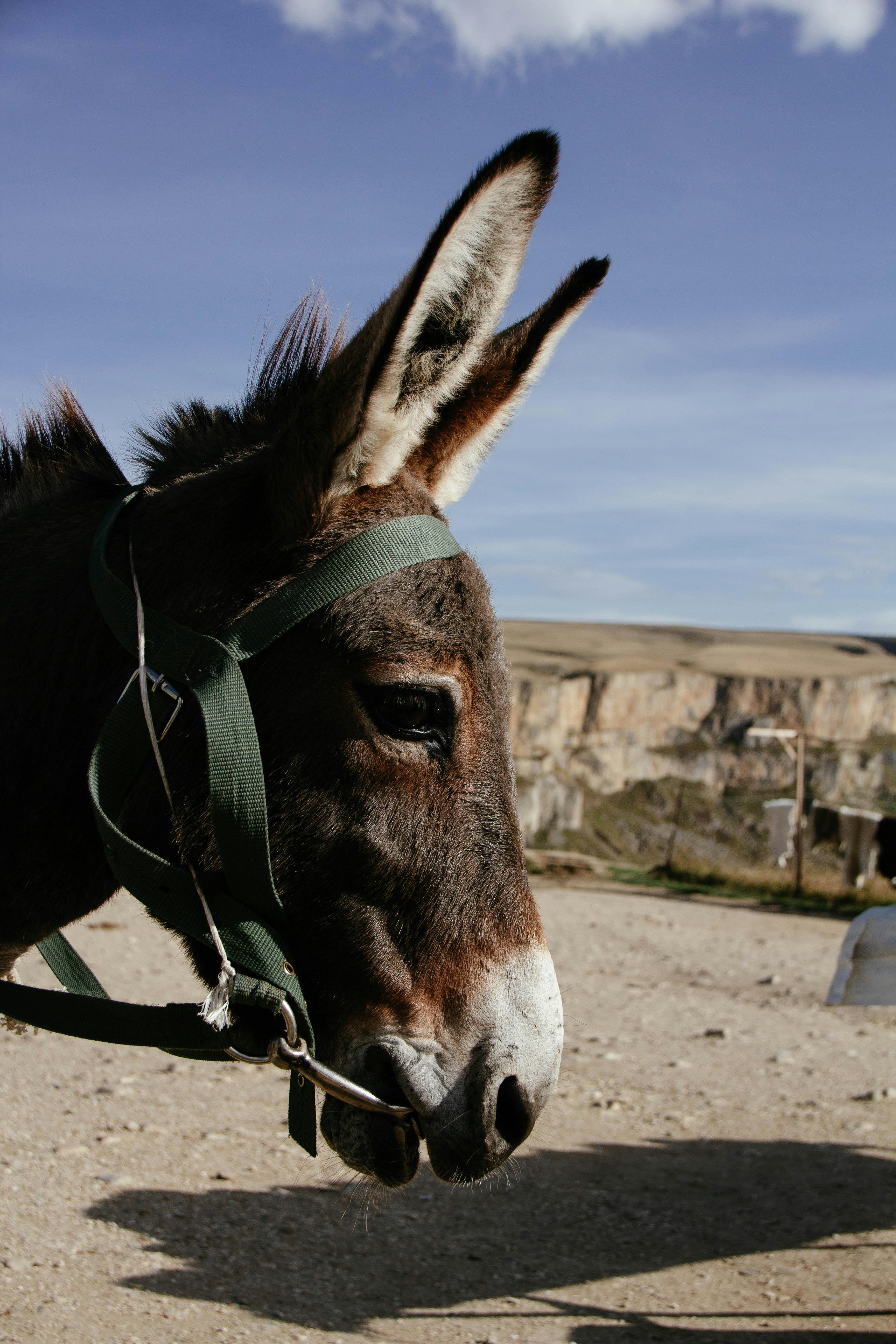 Close up of Donkey Head · Free Stock Photo