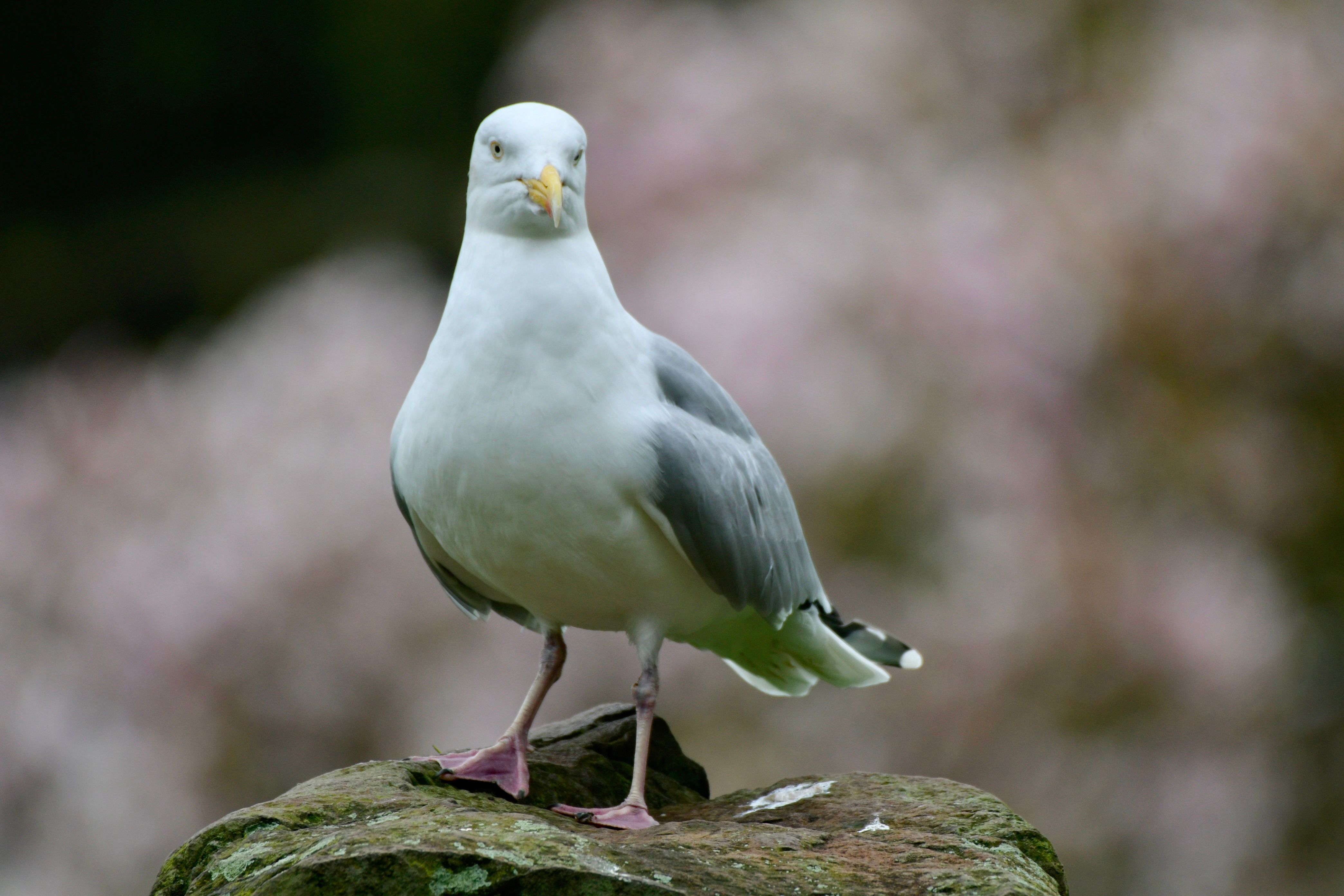 Seagull Bird in Nature · Free Stock Photo