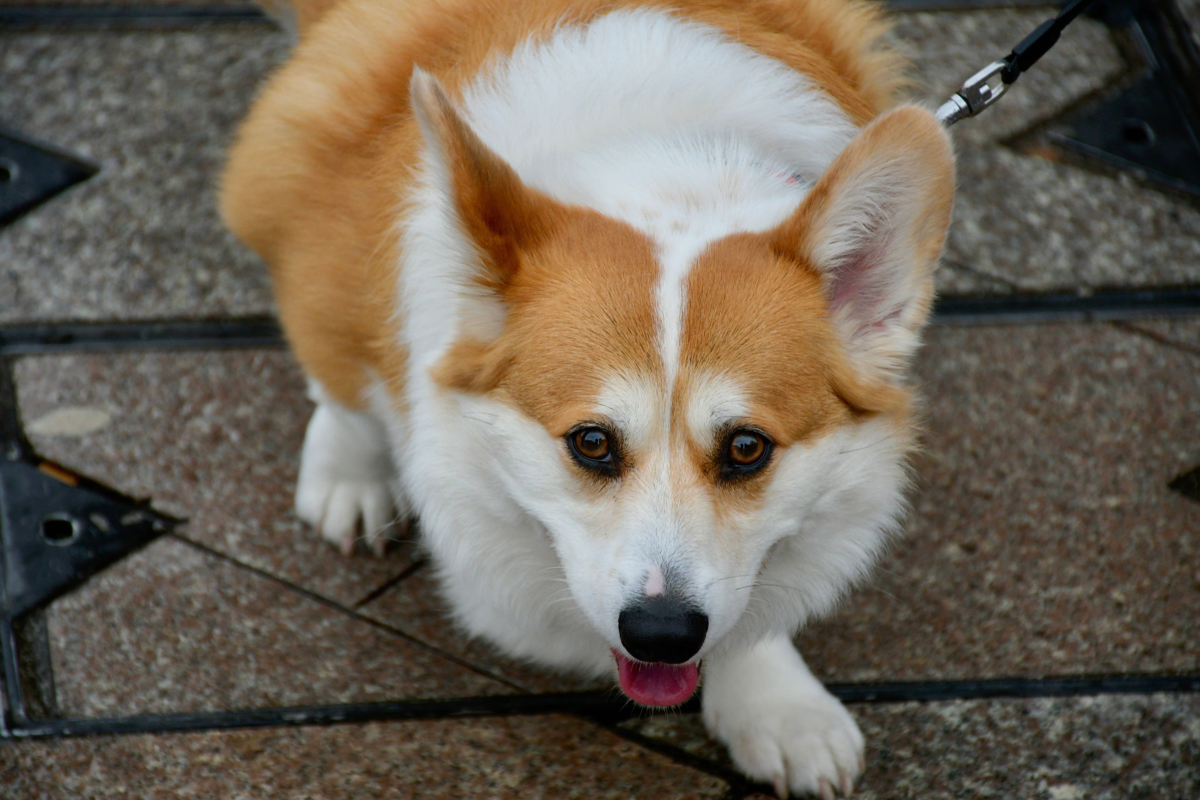 Pembroke Welsh Corgi Lying on the Sand Under White Cloud Blue Sky ...