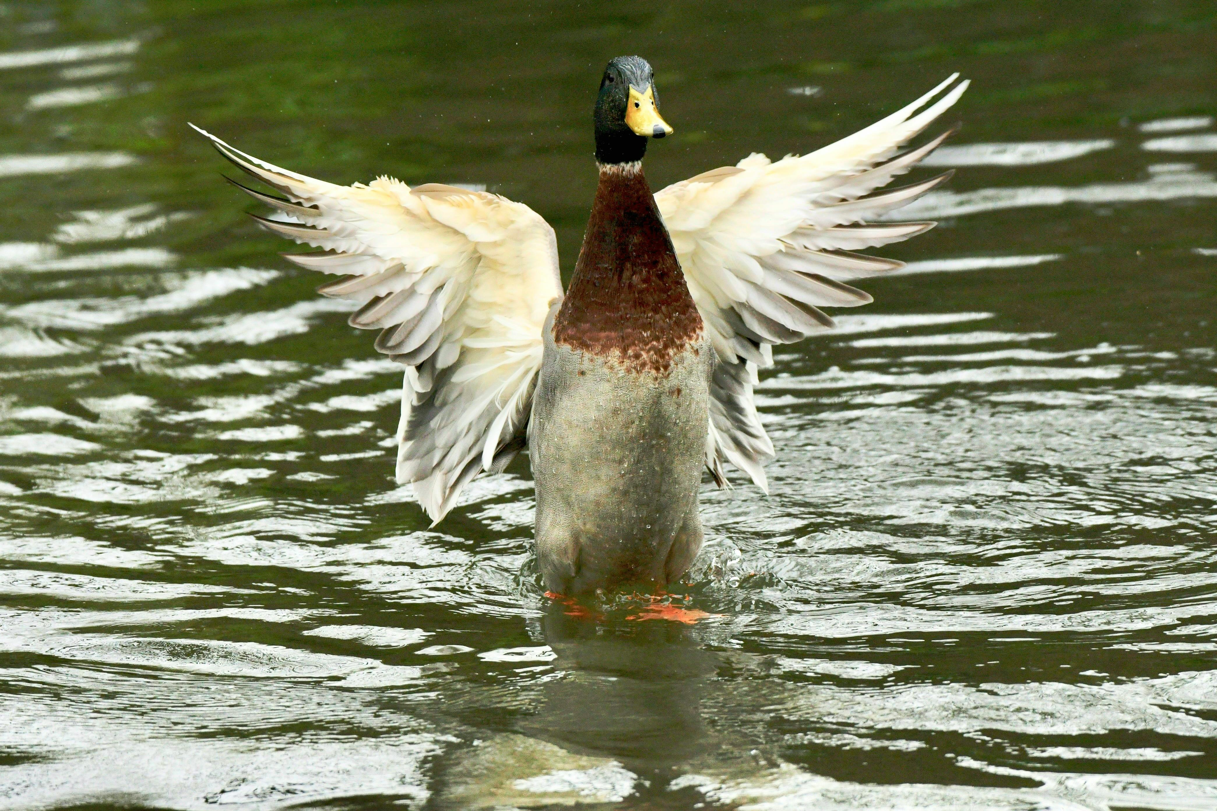 Duck over Water · Free Stock Photo