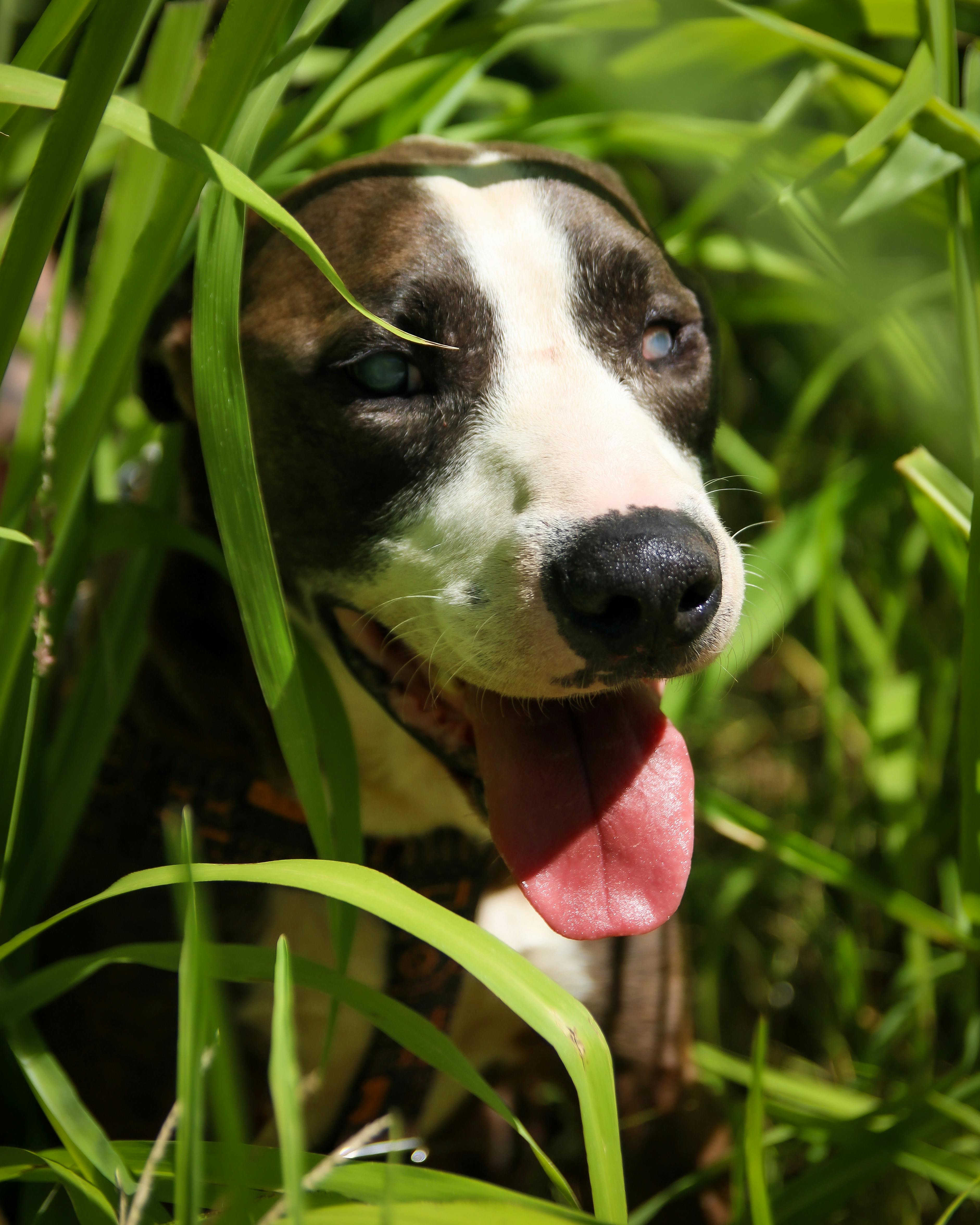 Doggo Photos, Download The BEST Free Doggo Stock Photos & HD Images