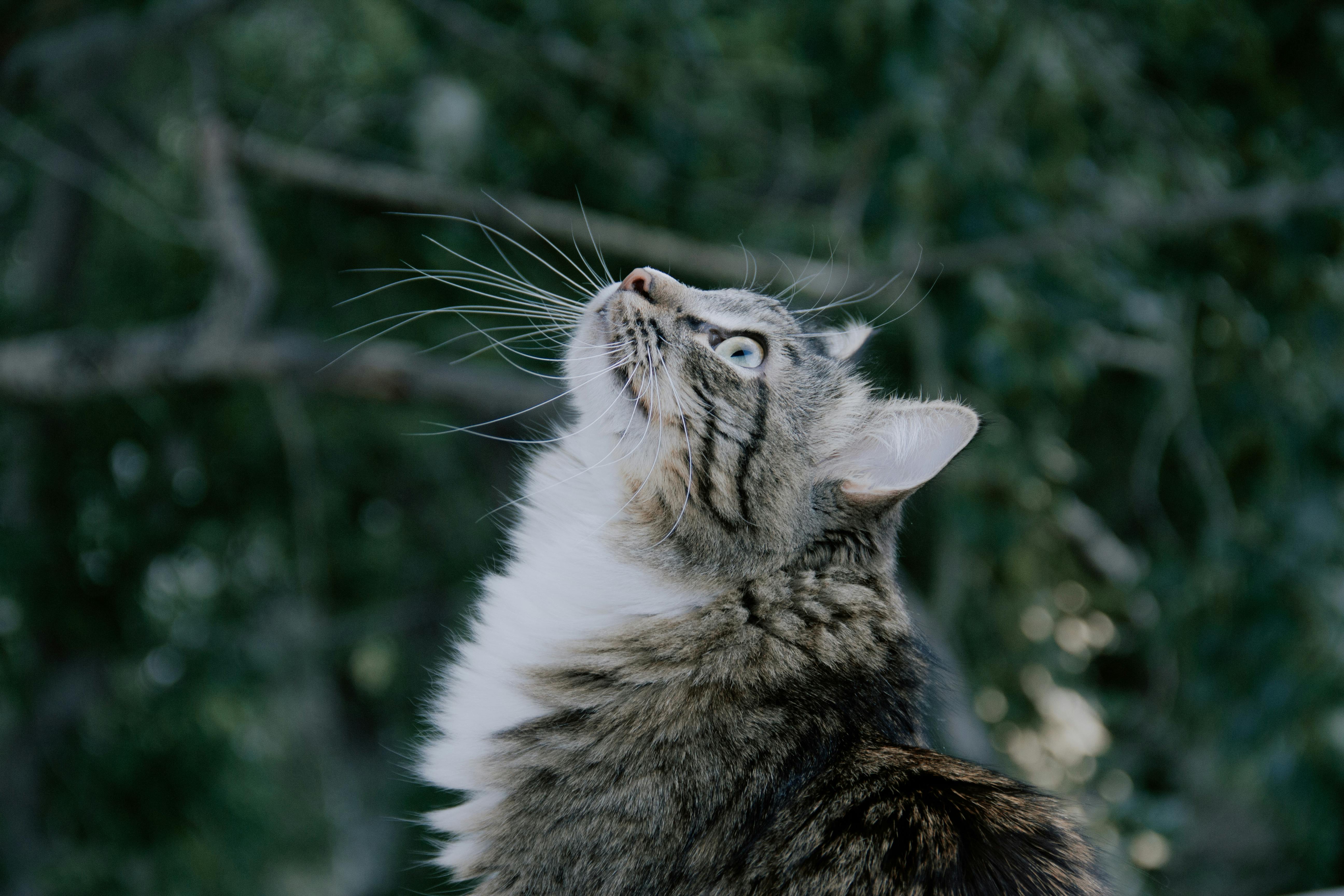 Cat Looking Up · Free Stock Photo