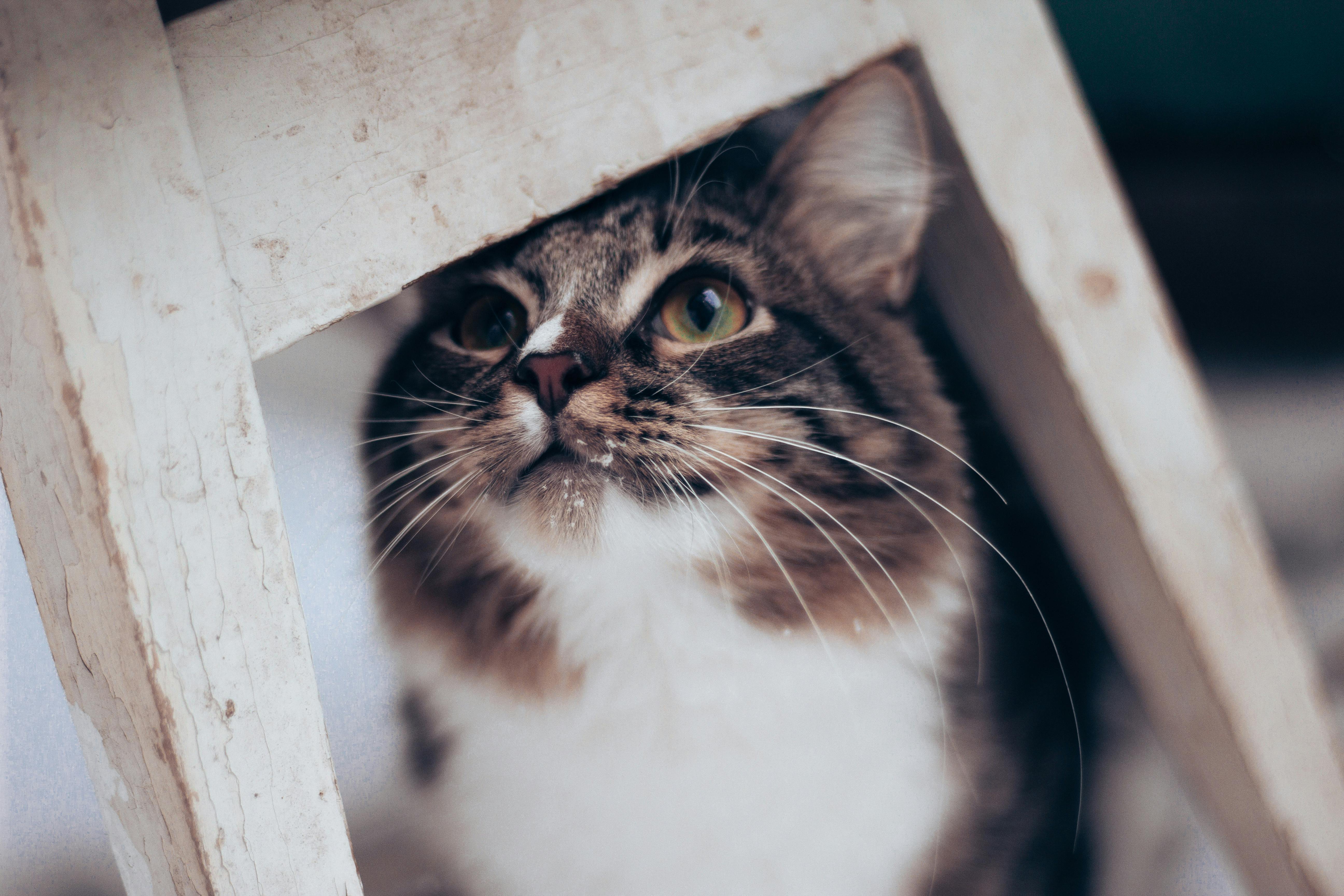 Close-up of a Cat between Wooden Parts of Furniture · Free Stock Photo