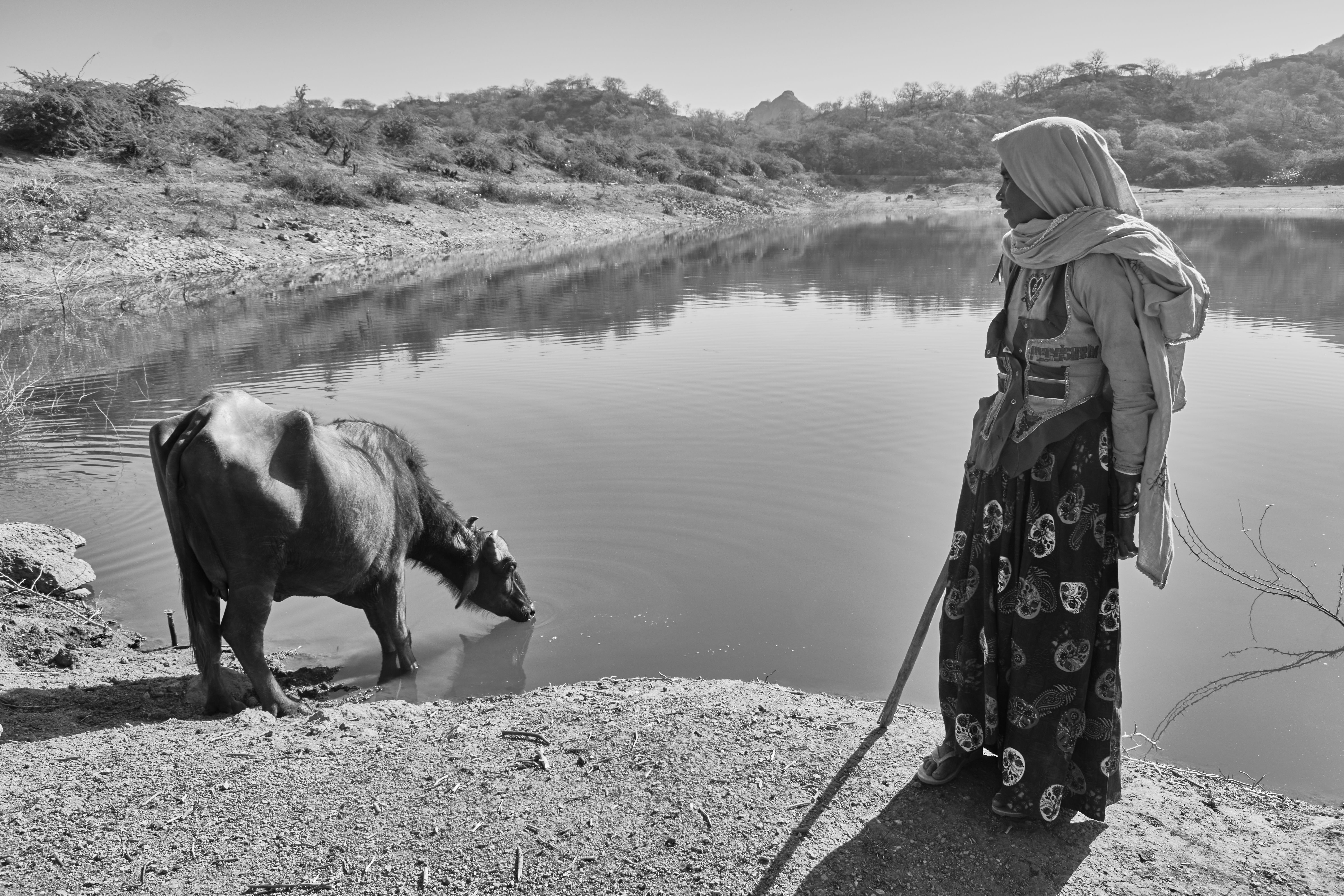 Bomb De Cow Photos, Download The BEST Free Bomb De Cow Stock Photos ...
