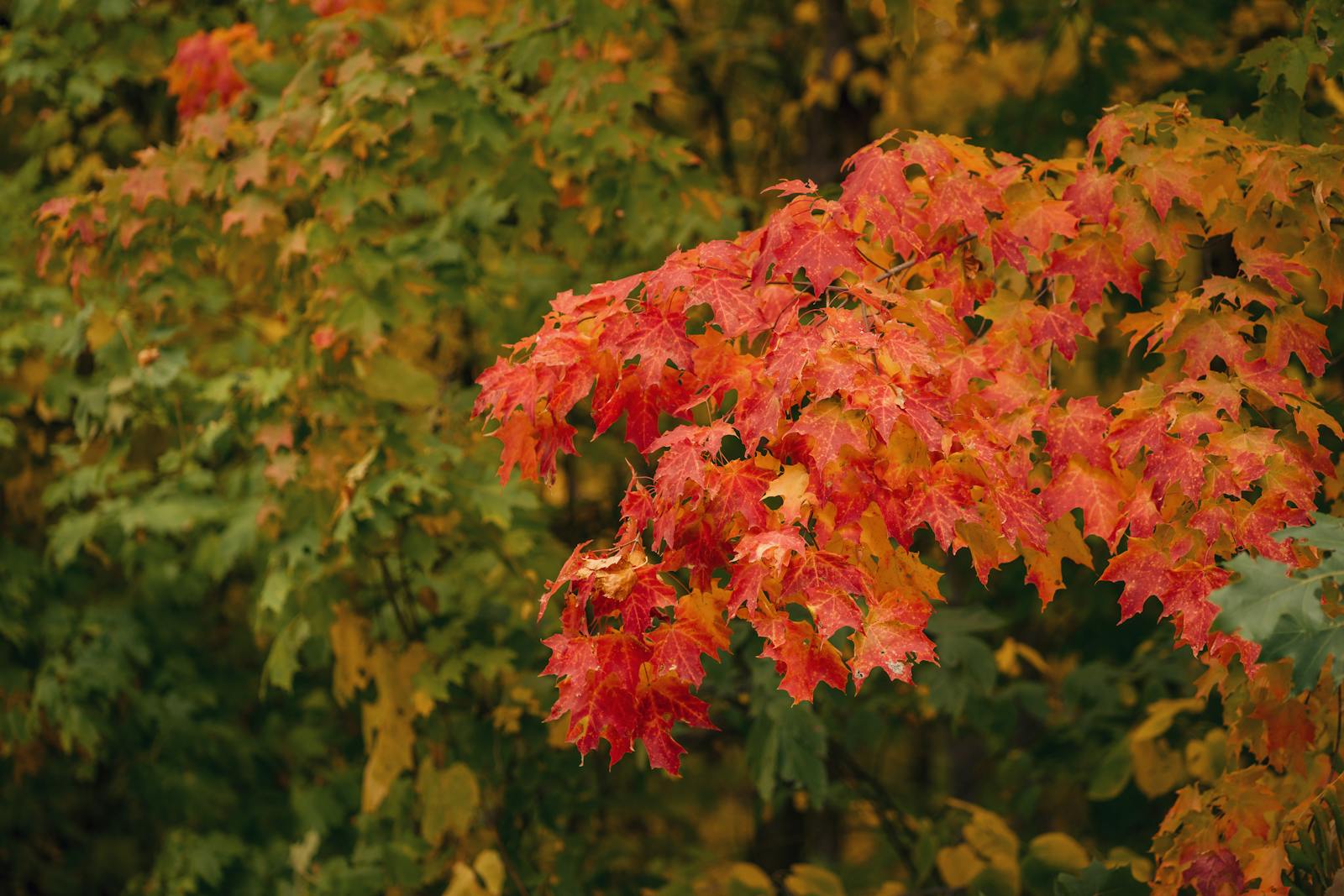 Red Maple Trees Photos, Download The BEST Free Red Maple Trees Stock ...