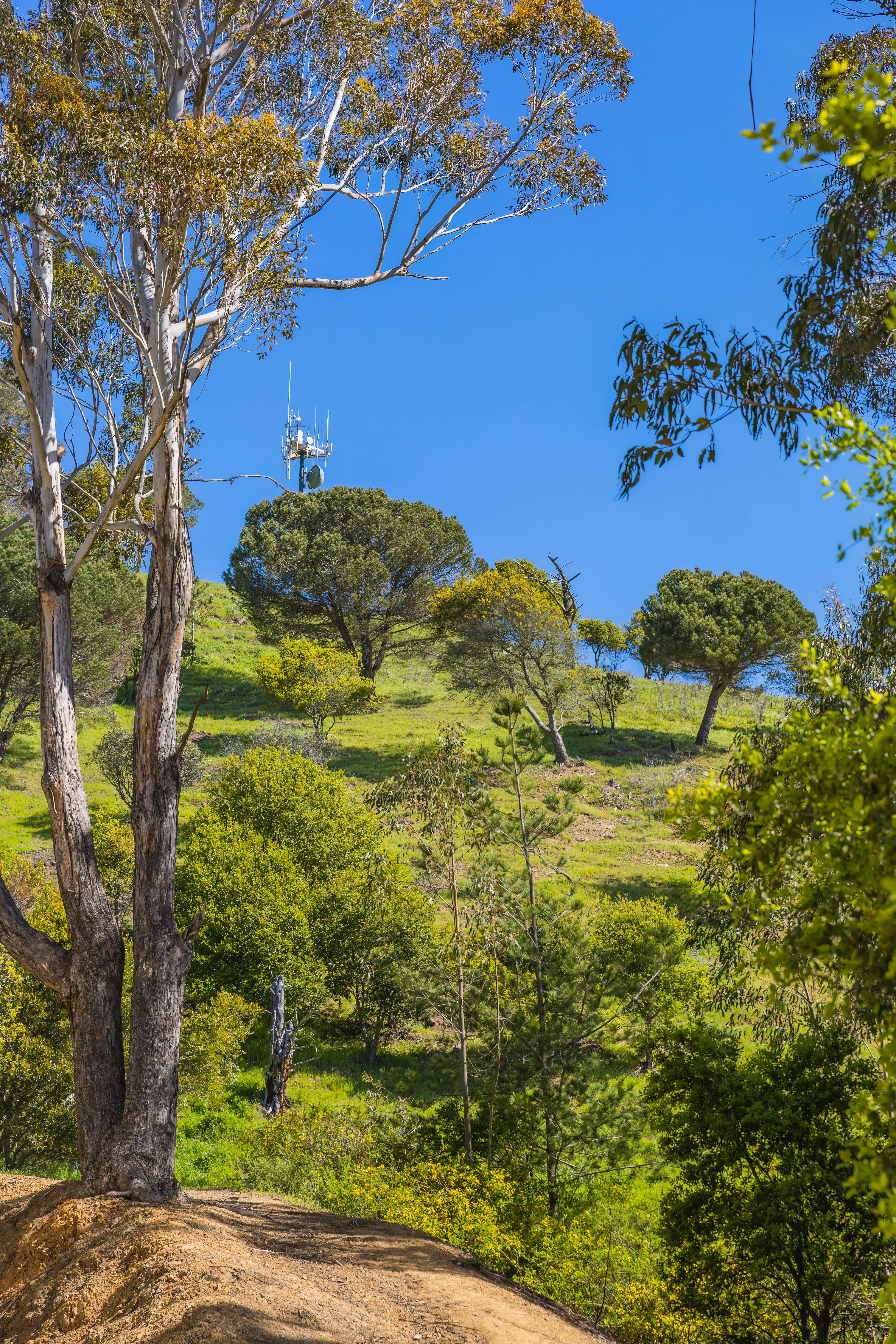 Sunlit Trees on Green Hill · Free Stock Photo