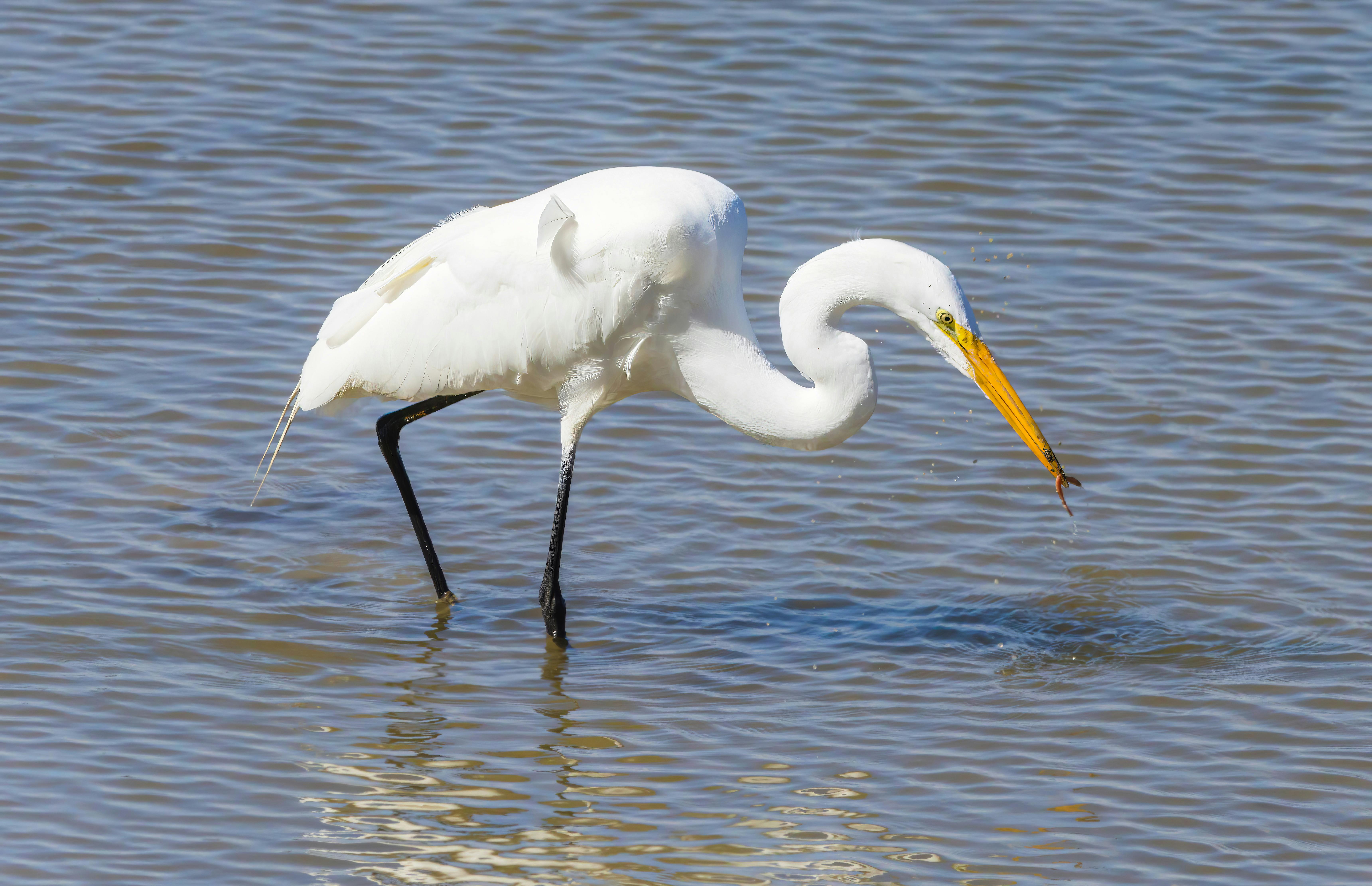 Close-up of an Egret in the Water · Free Stock Photo