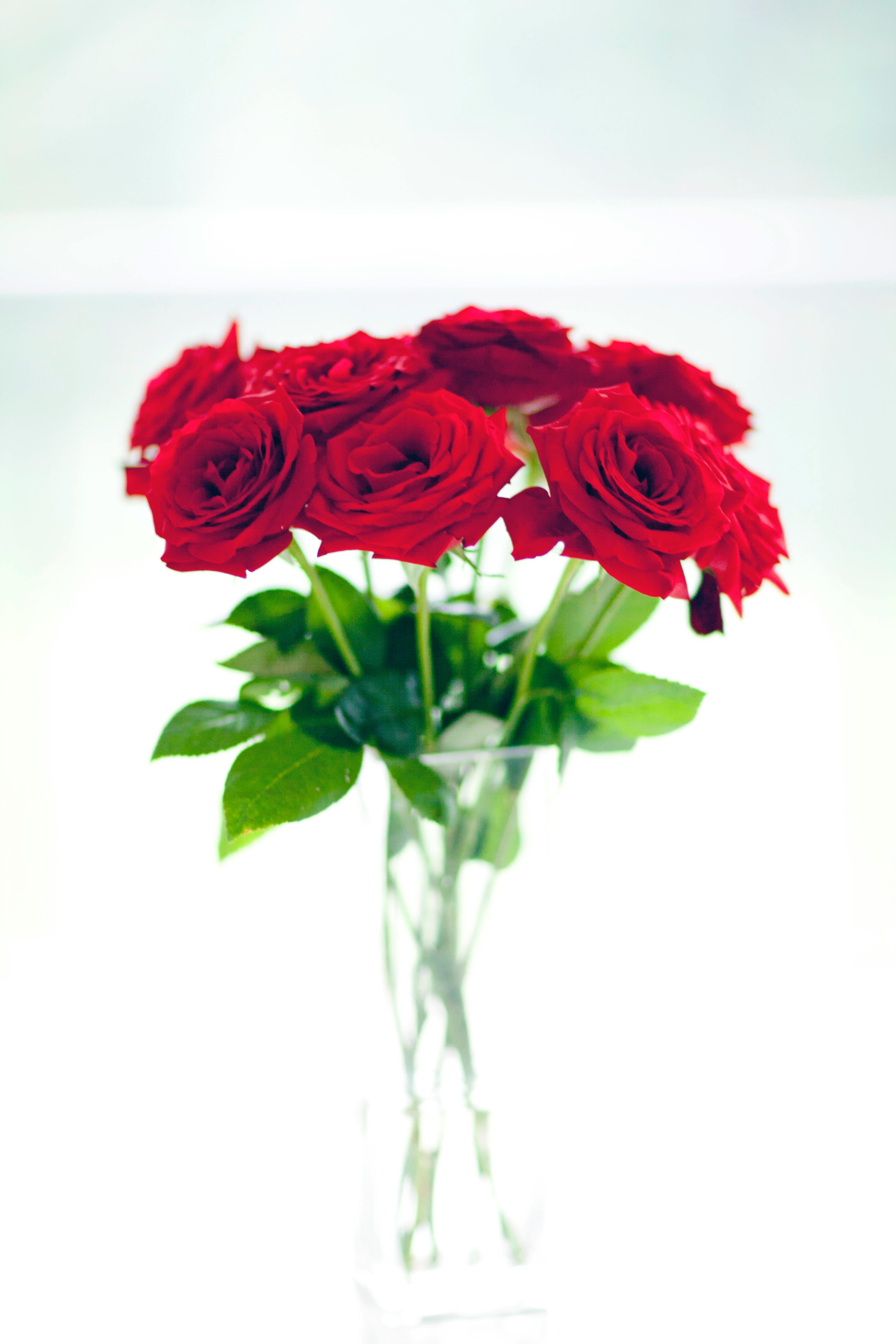 Lovely morning roses · Free Stock Photo