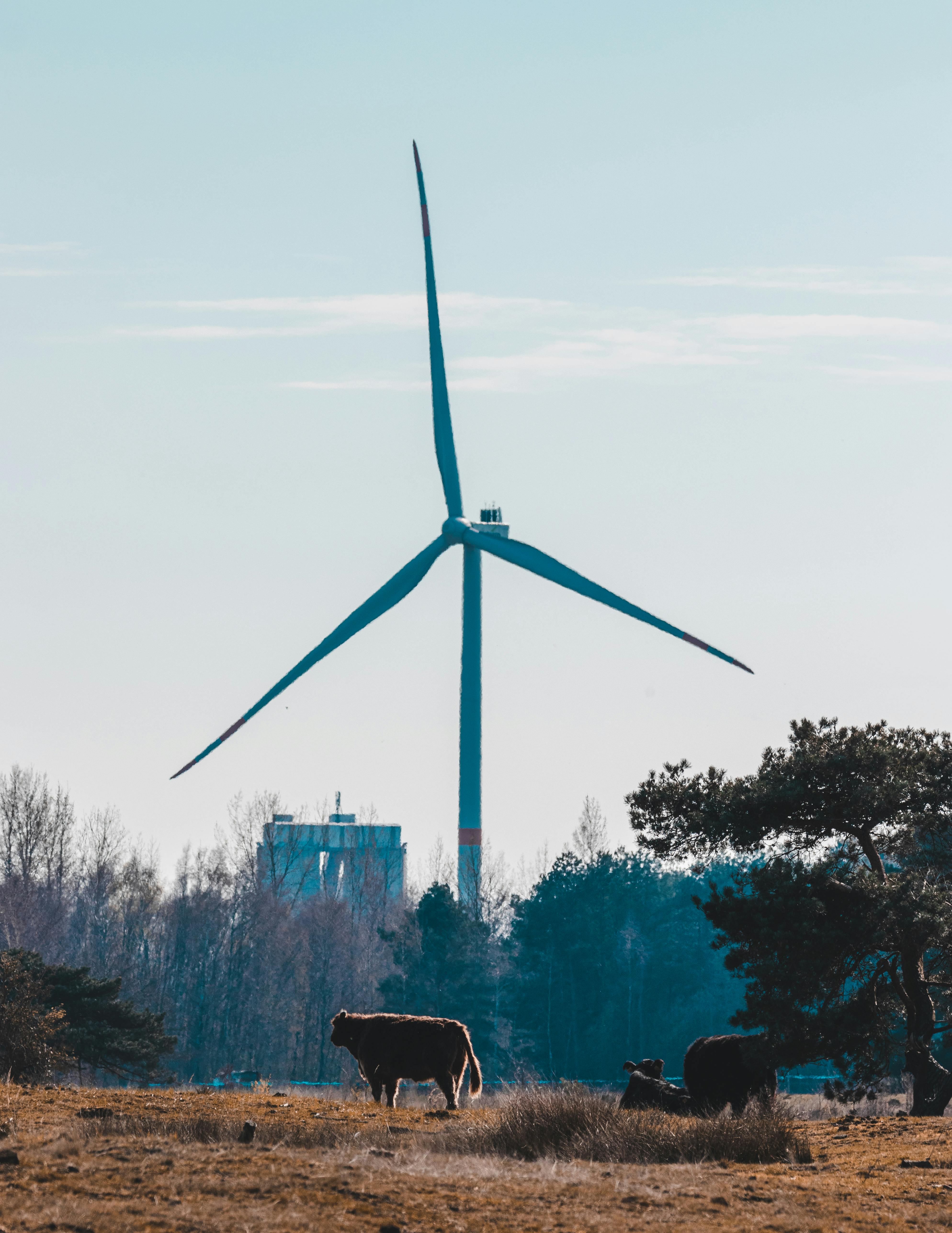 Real Cows Photos, Download The BEST Free Real Cows Stock Photos & HD Images