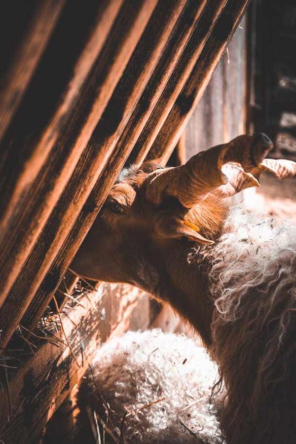 Edilbay Sheep Photos, Download The BEST Free Edilbay Sheep Stock Photos ...