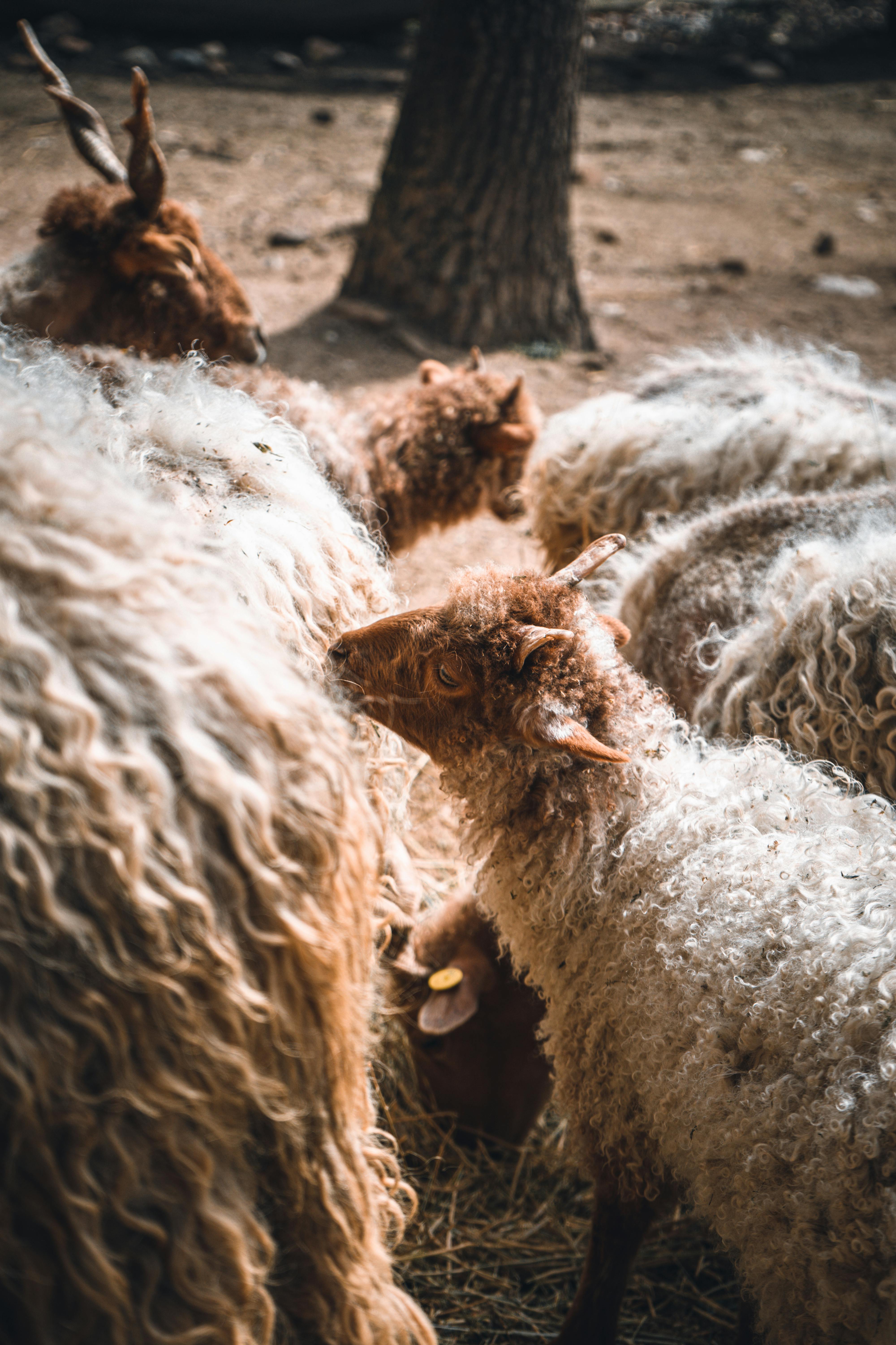 Flock of Racka Sheep · Free Stock Photo