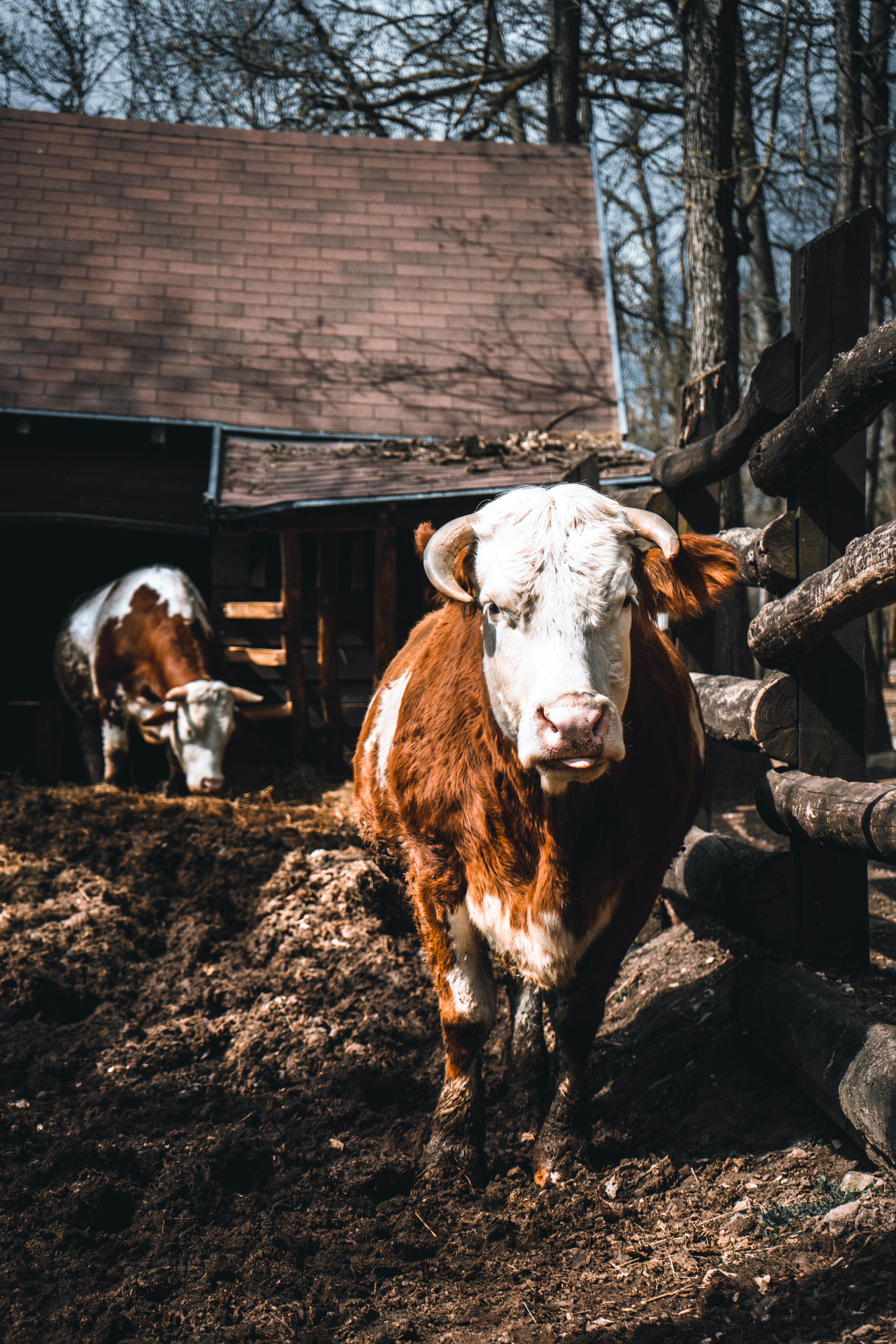 Cow Cow Cow Cow Farm Photos, Download The BEST Free Cow Cow Cow Cow ...
