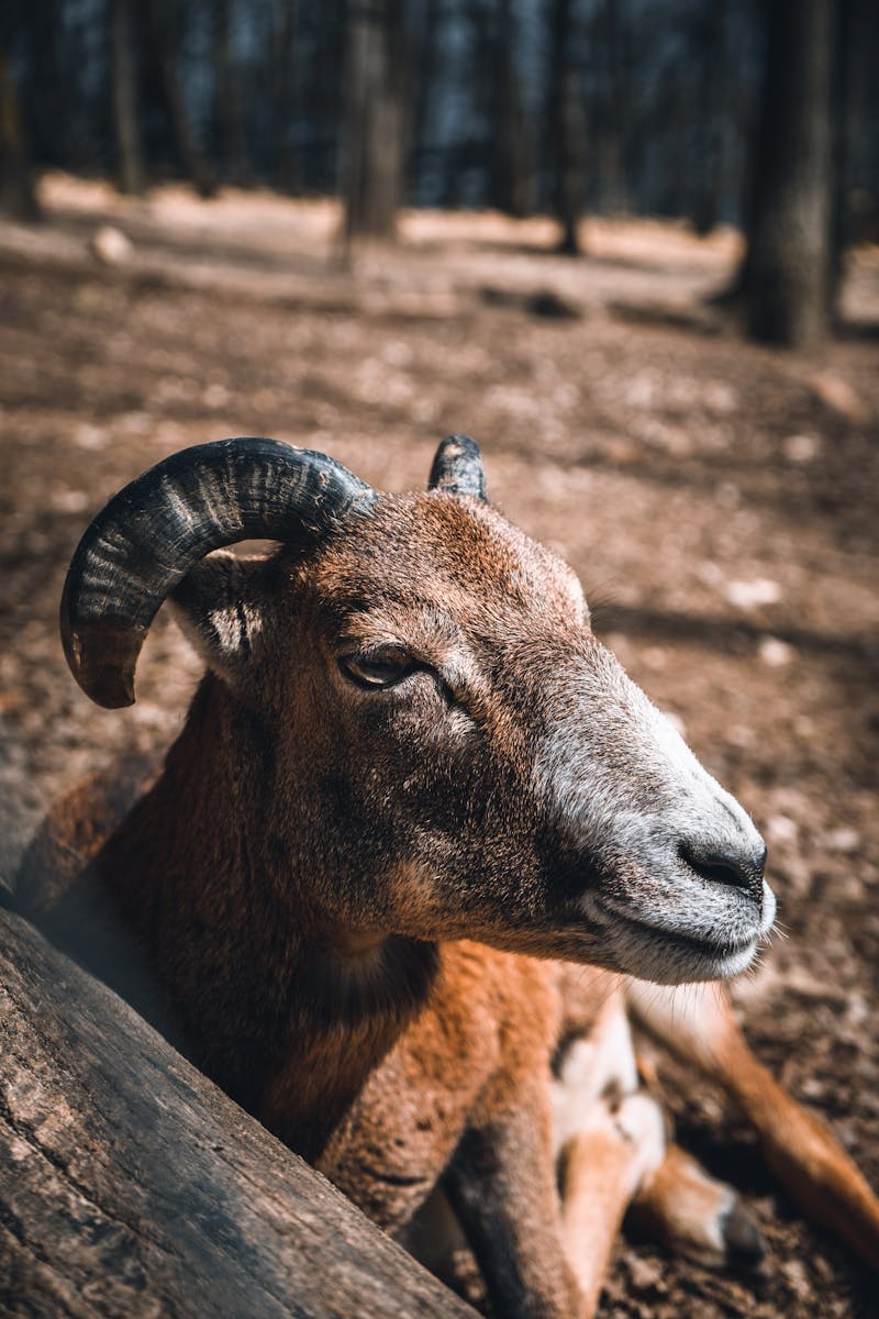 Edilbay Sheep Photos, Download The BEST Free Edilbay Sheep Stock Photos ...