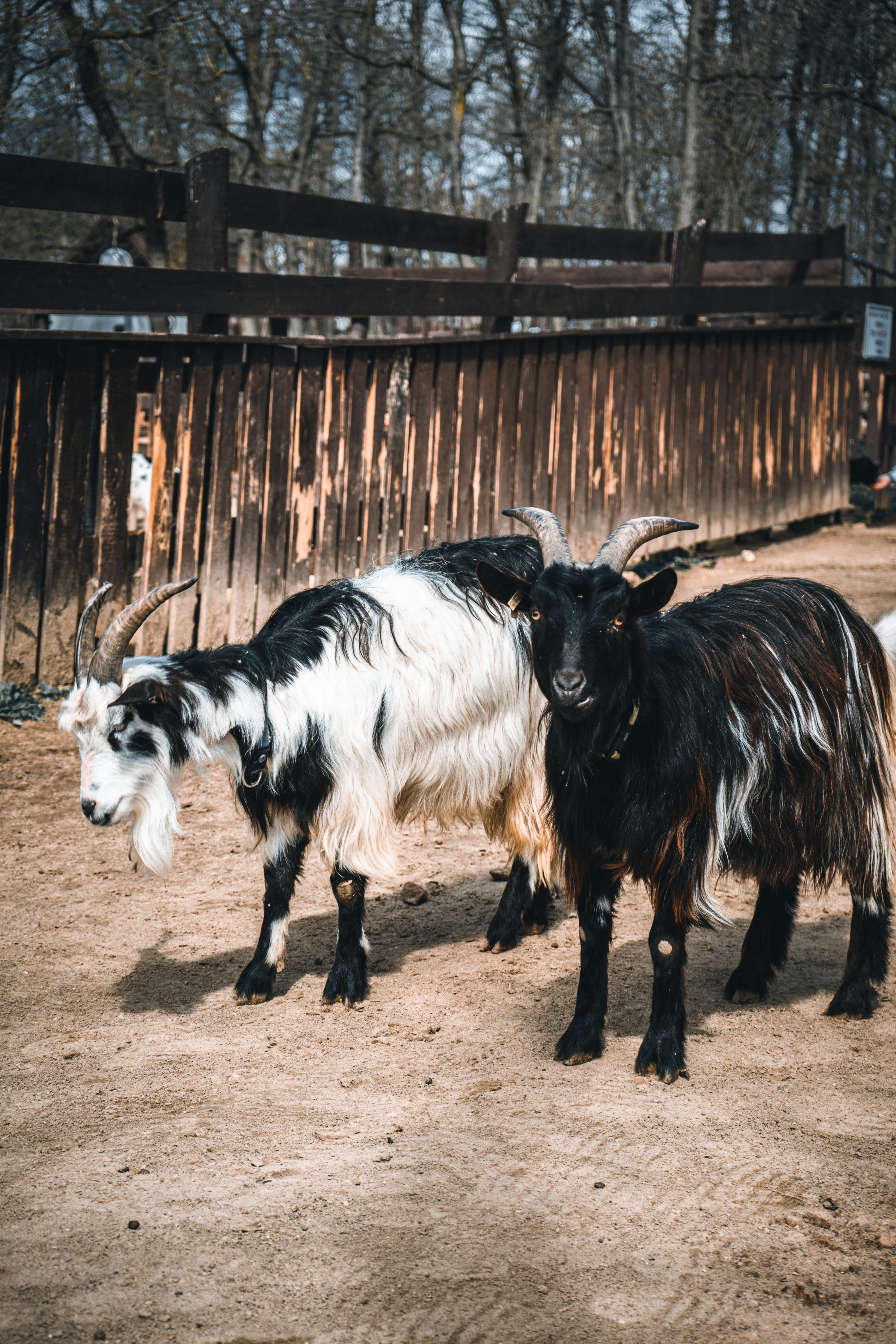 Standing Landrace Goats · Free Stock Photo
