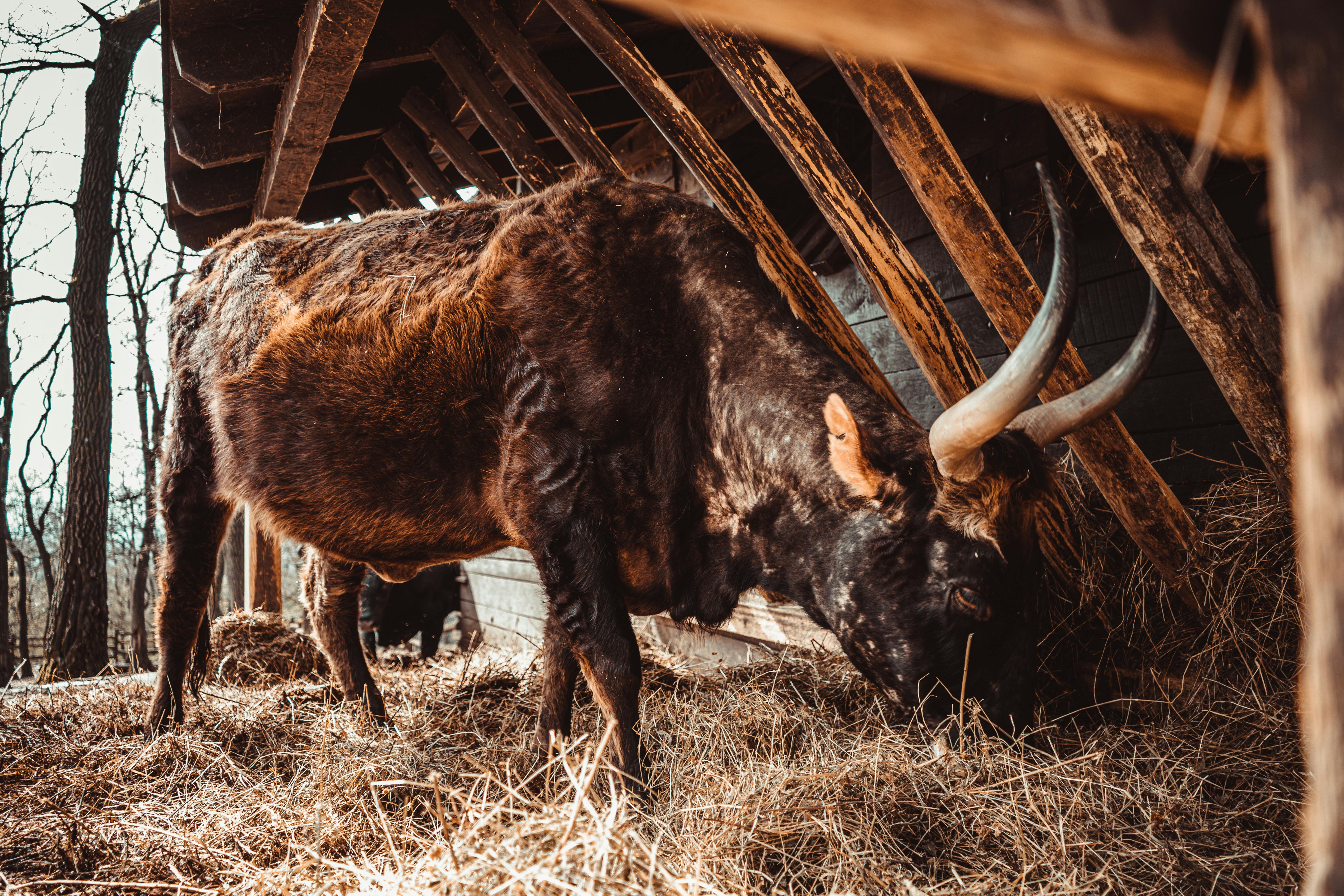 Close up of Cattle · Free Stock Photo