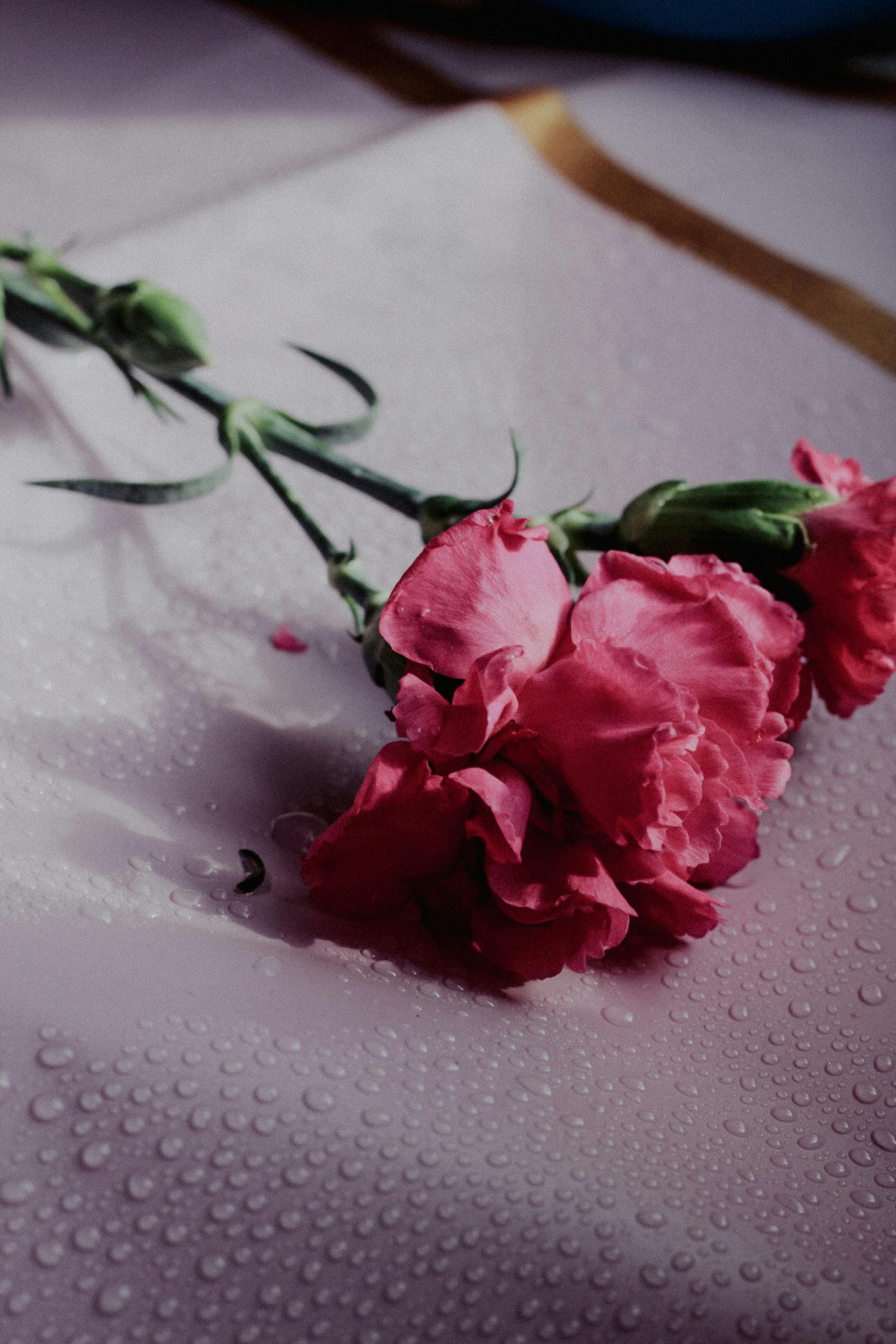 Tear Drops Photos, Download The BEST Free Tear Drops Stock Photos & HD ...