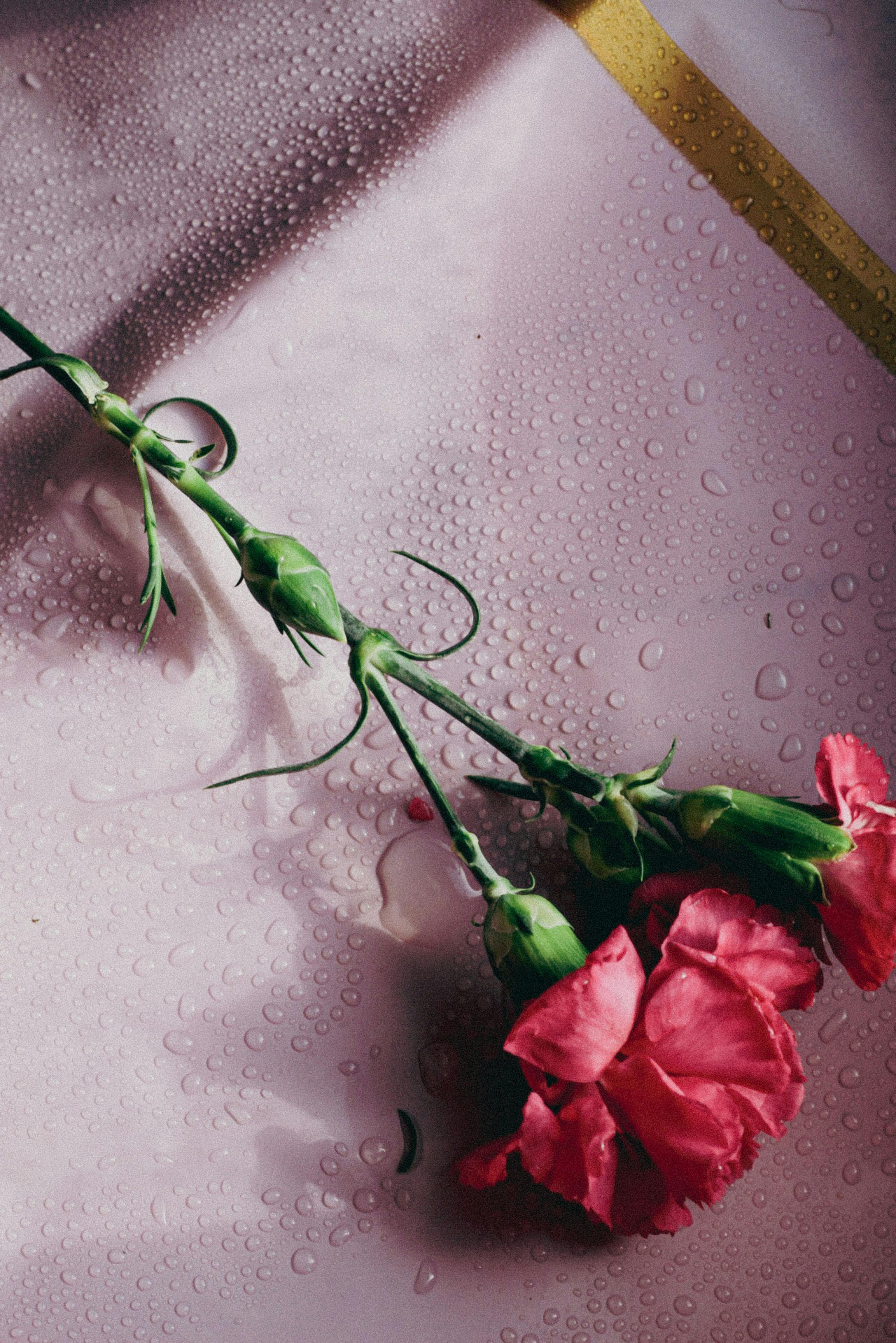 Roses Floating in Water · Free Stock Photo