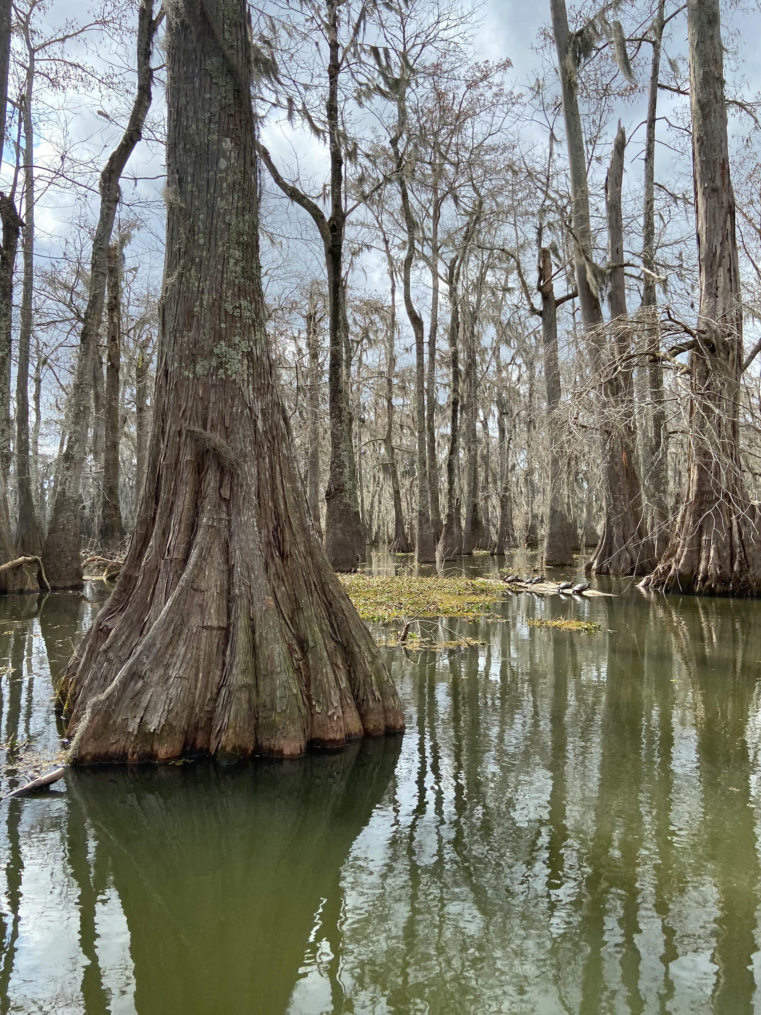 Trees in Water on Swamp · Free Stock Photo