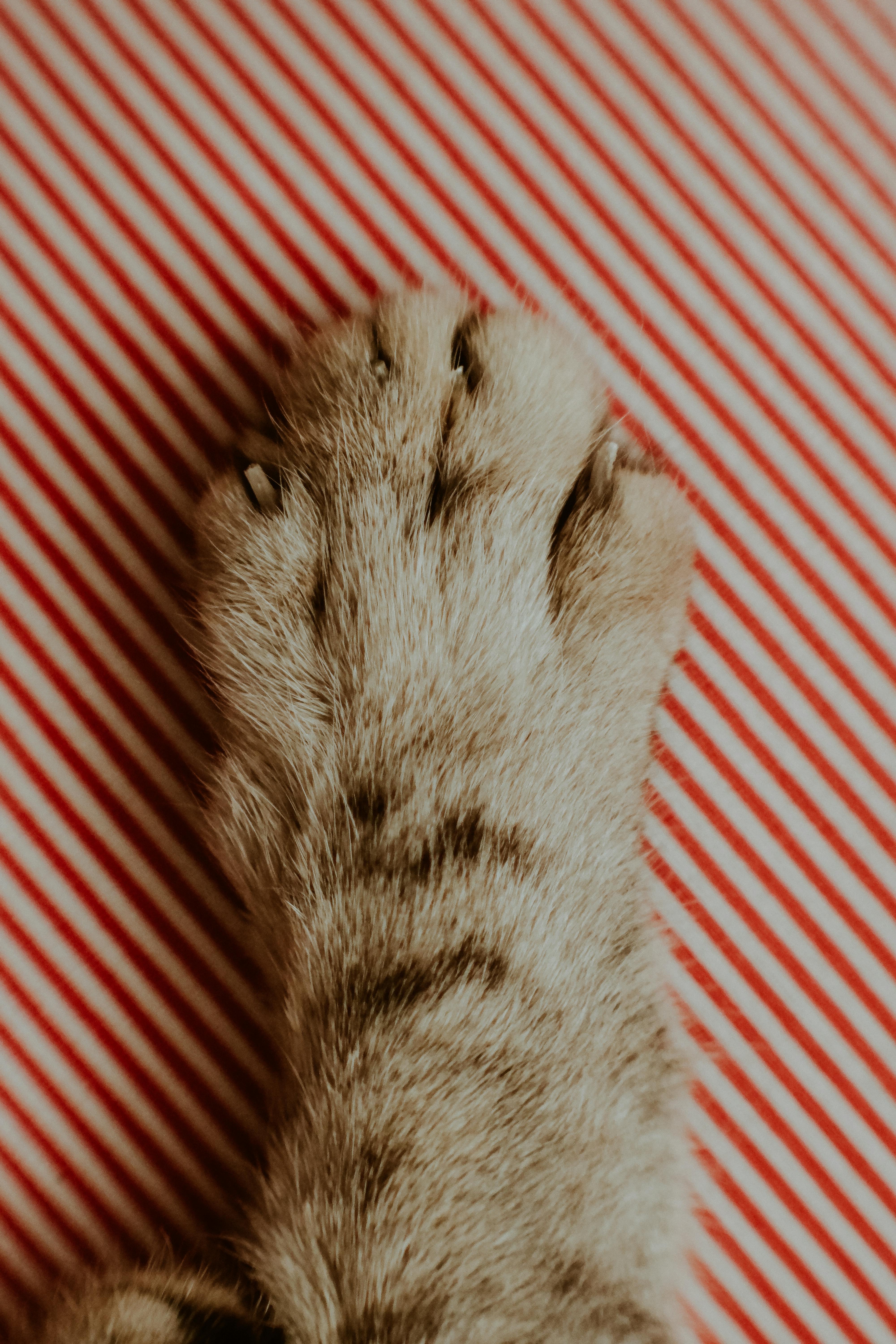 Close Up of Cat Paw · Free Stock Photo