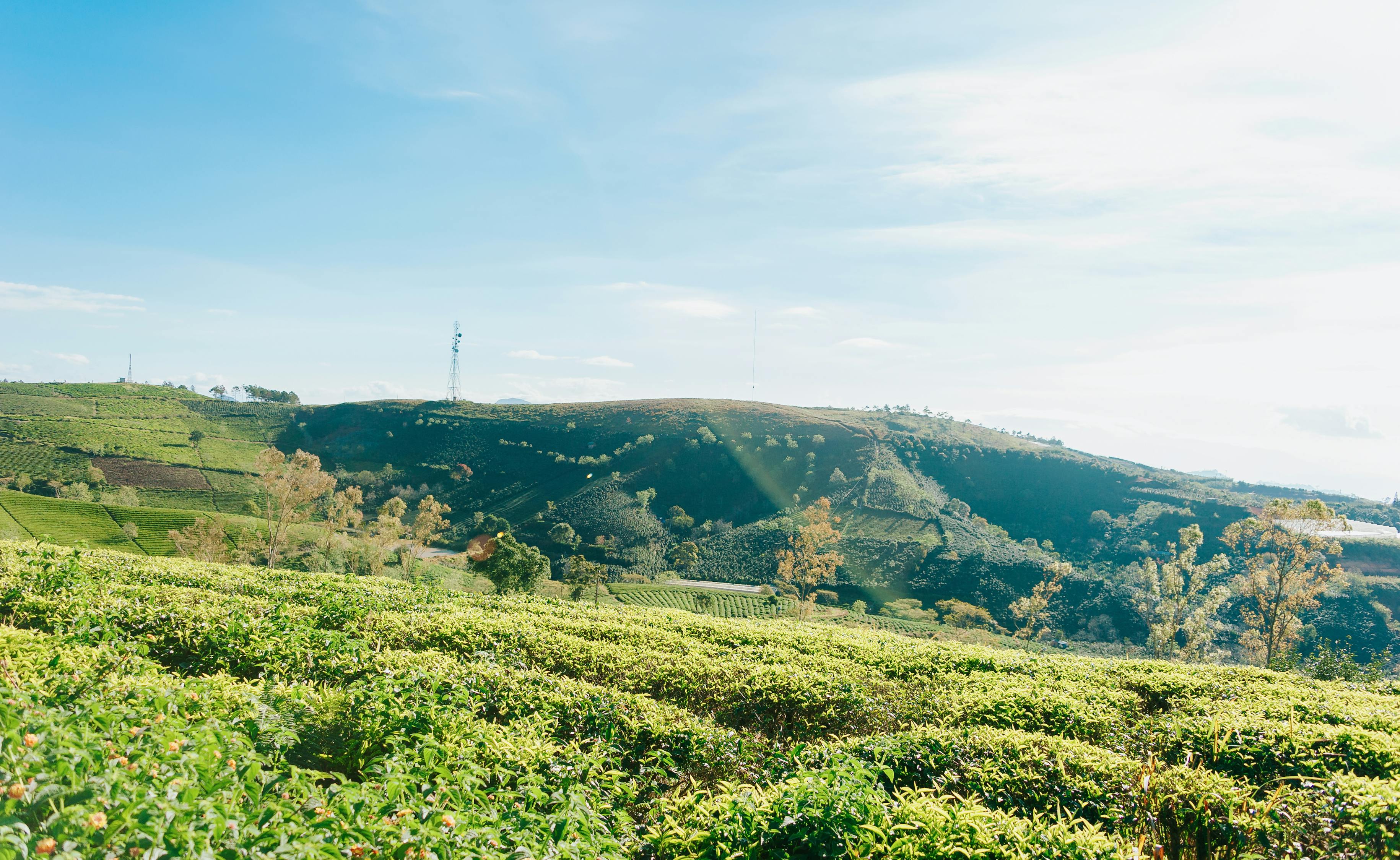 Aerial View Photography of Green Forest · Free Stock Photo Aerial View Photography of Green Forest · Free Stock Photo