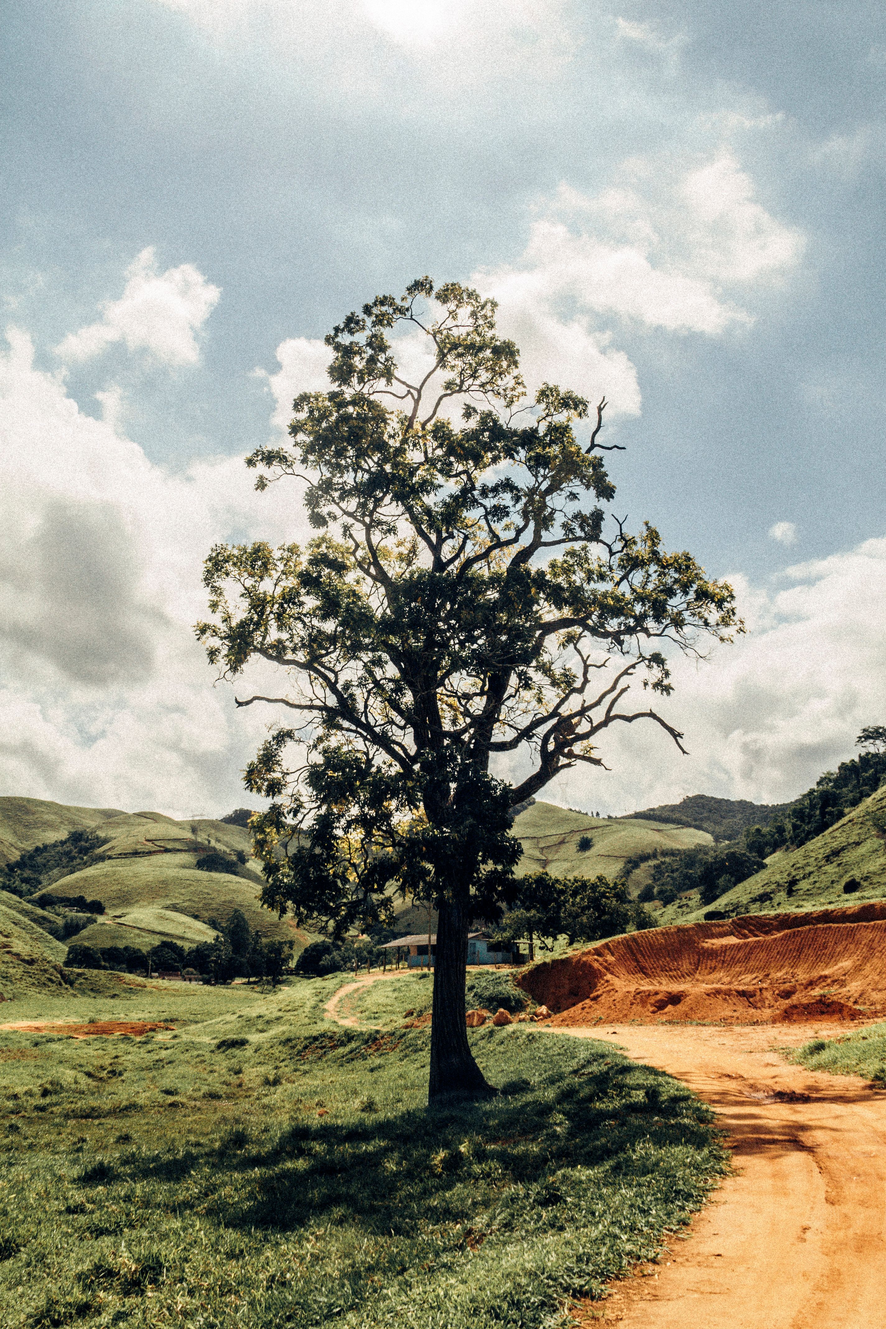 Single Tree by Dirt Road in Countryside · Free Stock Photo