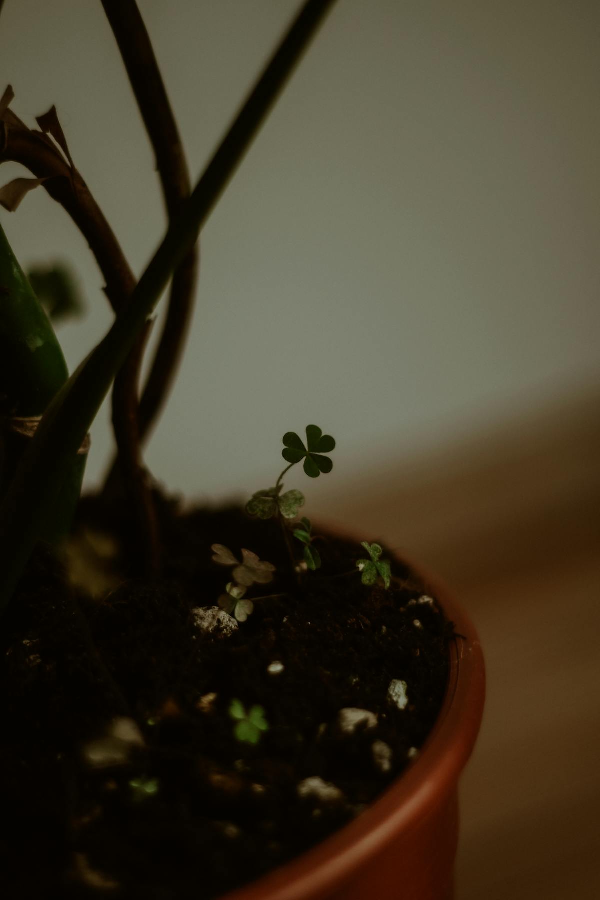 Muscle Growth Photos, Download The BEST Free Muscle Growth Stock Photos ...