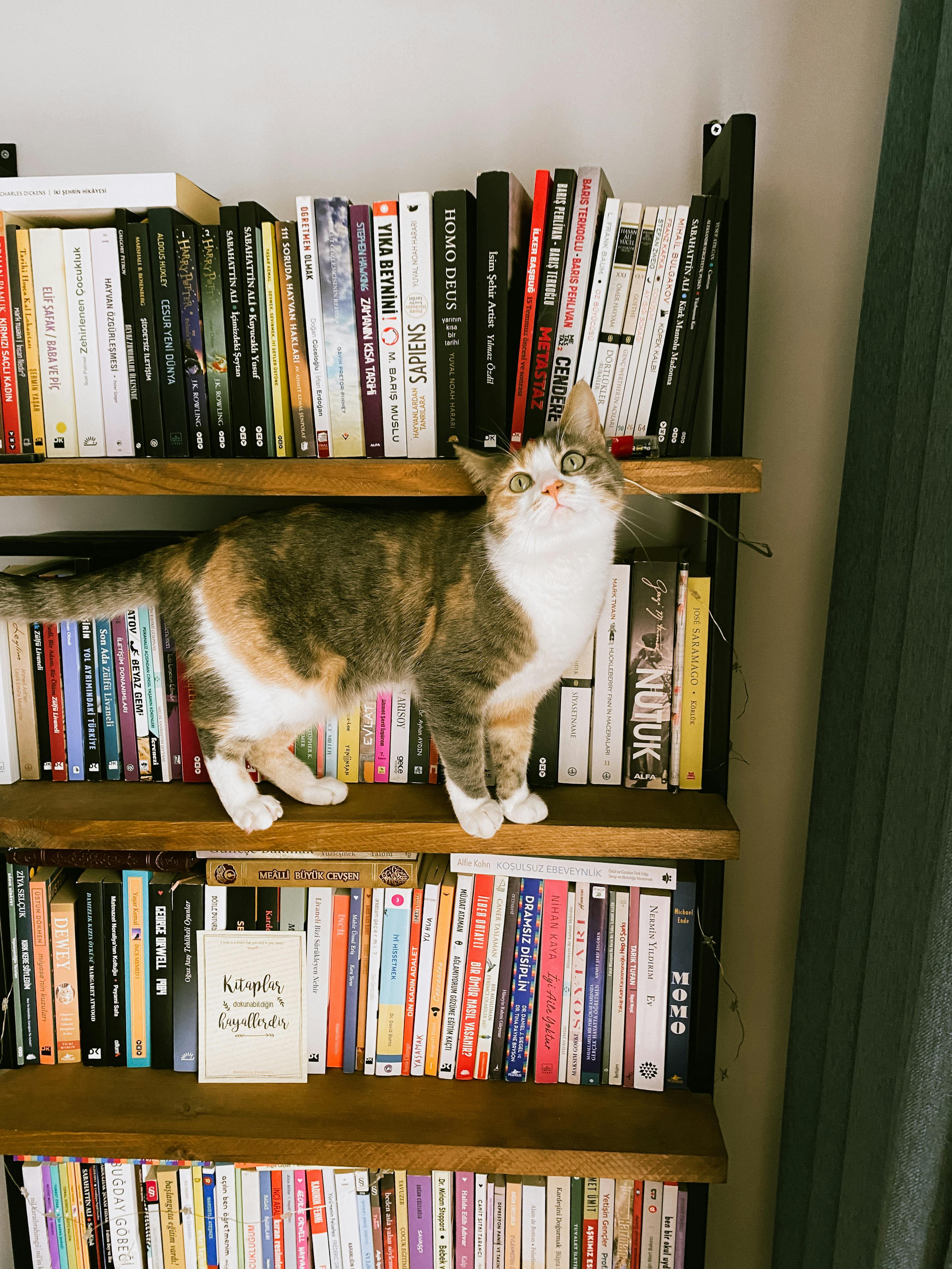 Cat Standing on Bookshelf · Free Stock Photo